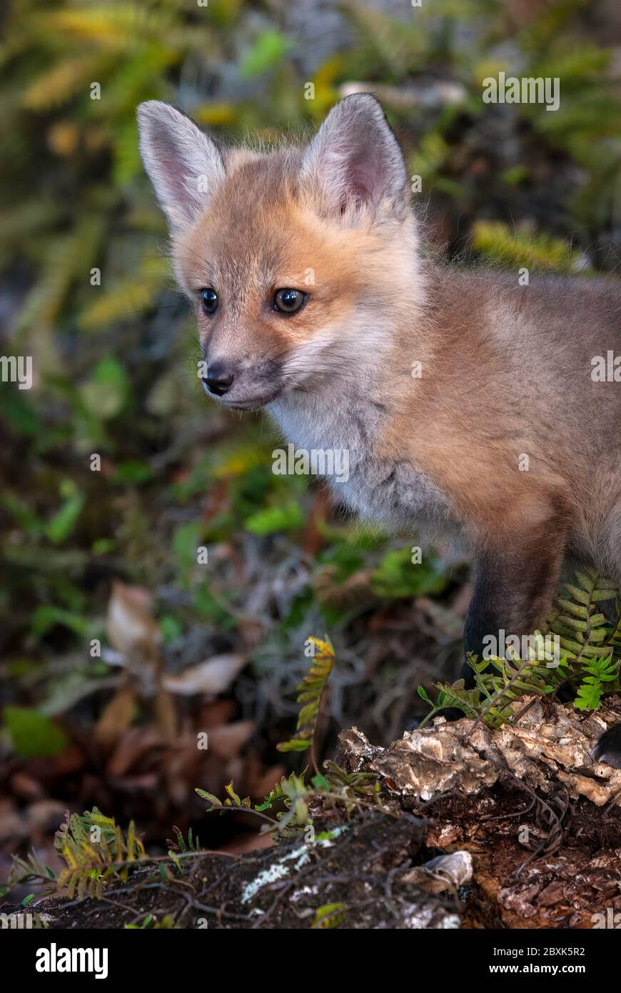 Red fox on a log hi-res stock photography and images - Alamy