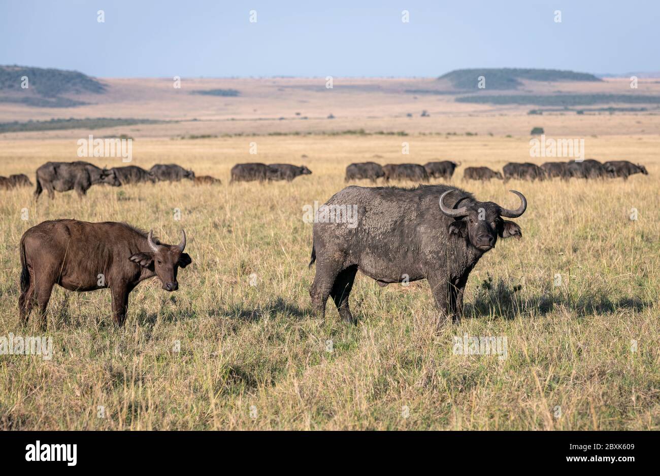 African buffalo baby hi-res stock photography and images - Alamy