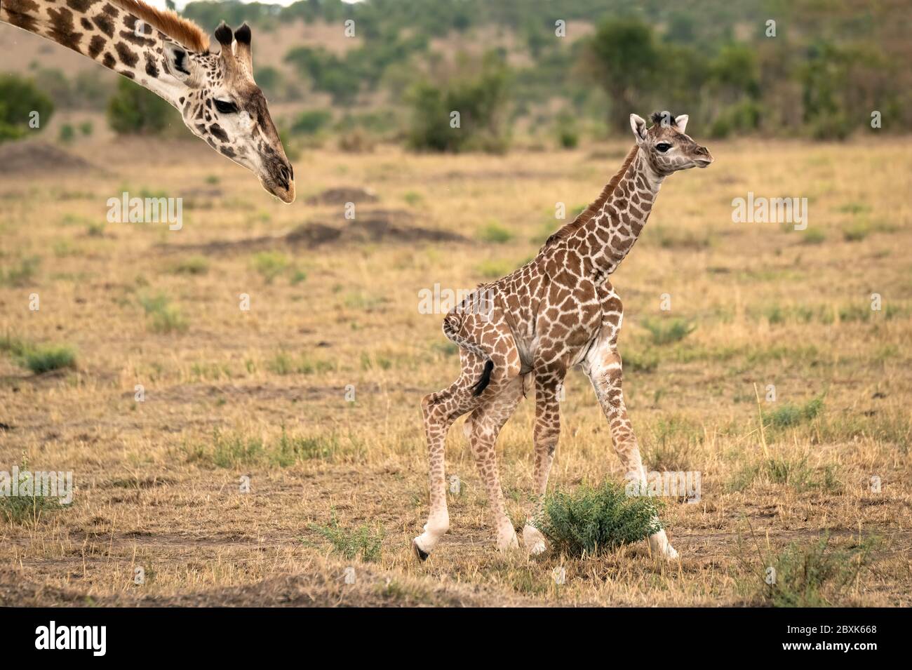 Giraffe And Baby Running Hi res Stock Photography And Images Alamy