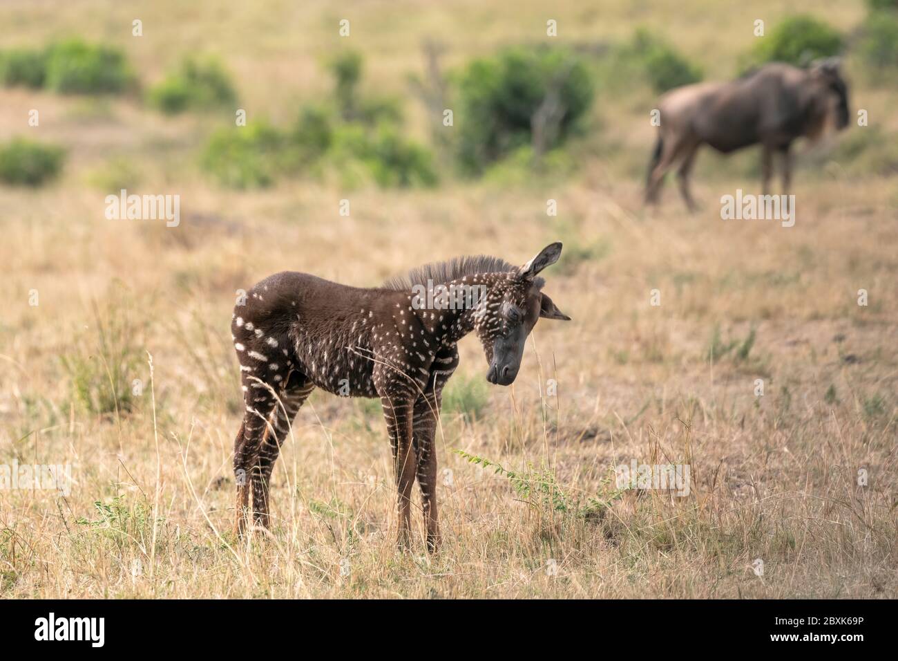 Zebra With Spots