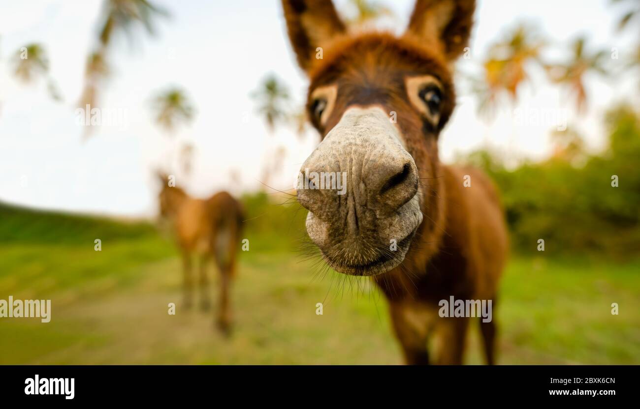 Donkey nose hi-res stock photography and images - Alamy