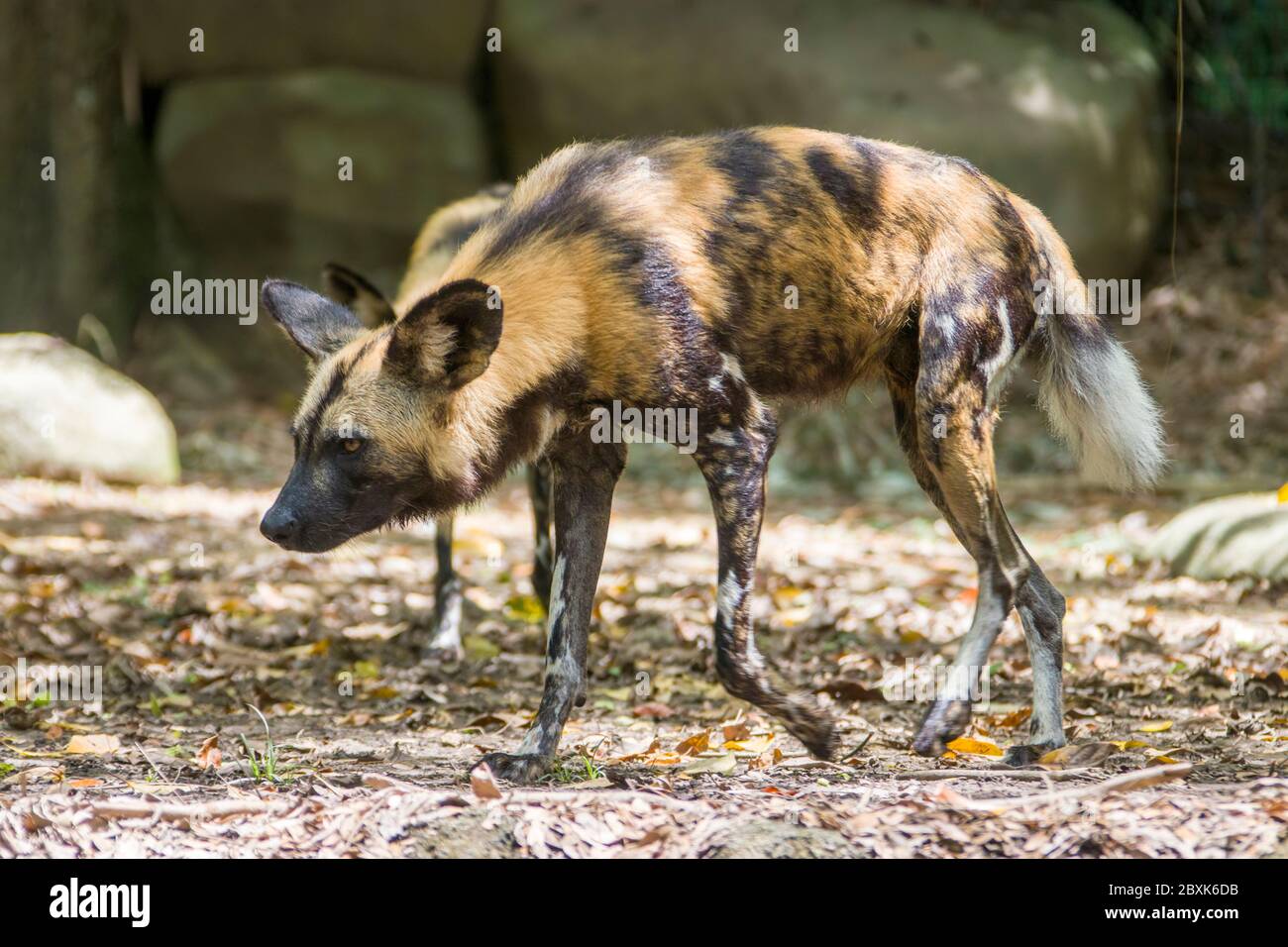 The African wild dog(Lycaon pictus) is a canid native to sub-Saharan ...