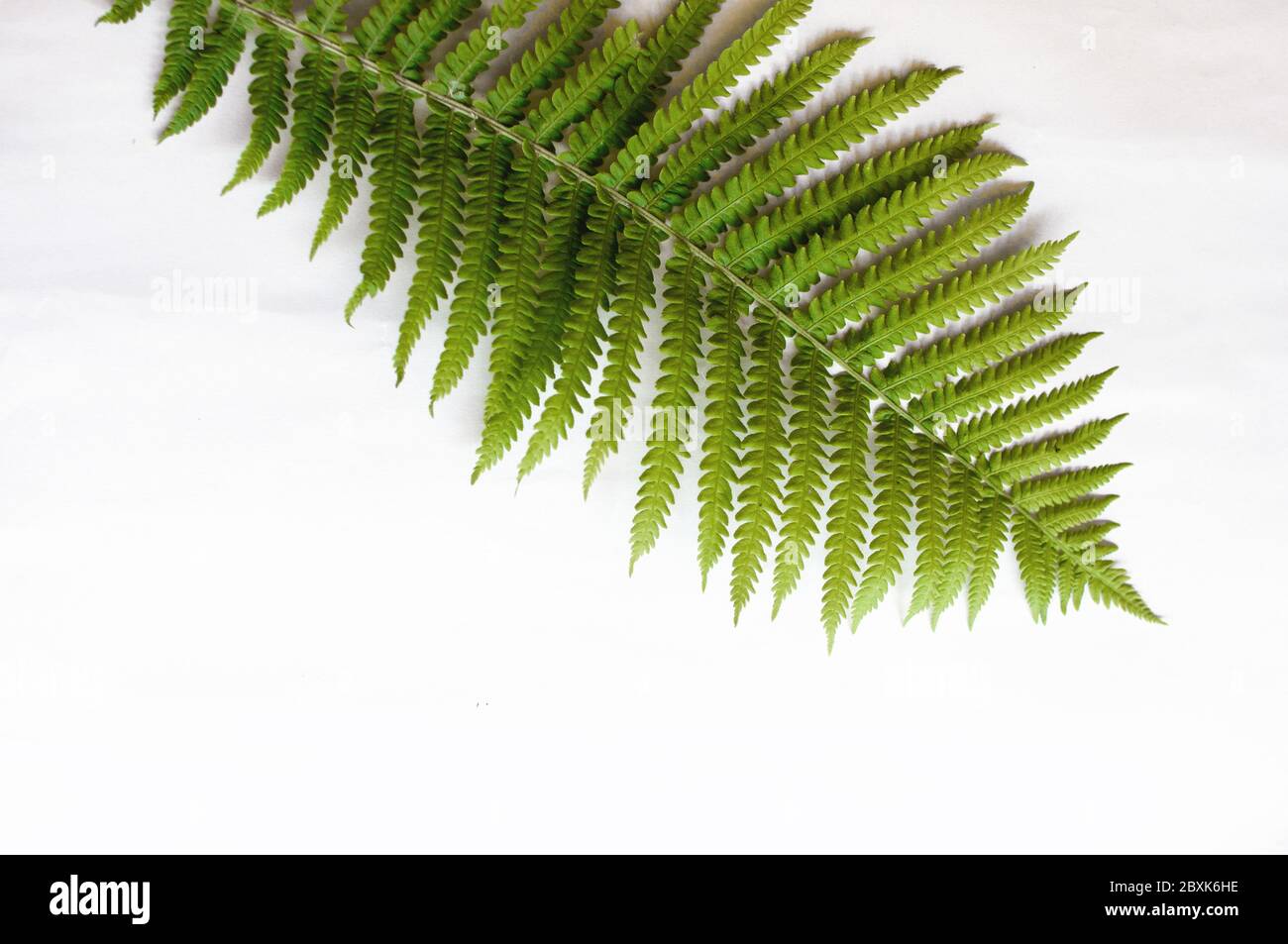 minimalism style, fern leaf on paper background Stock Photo - Alamy