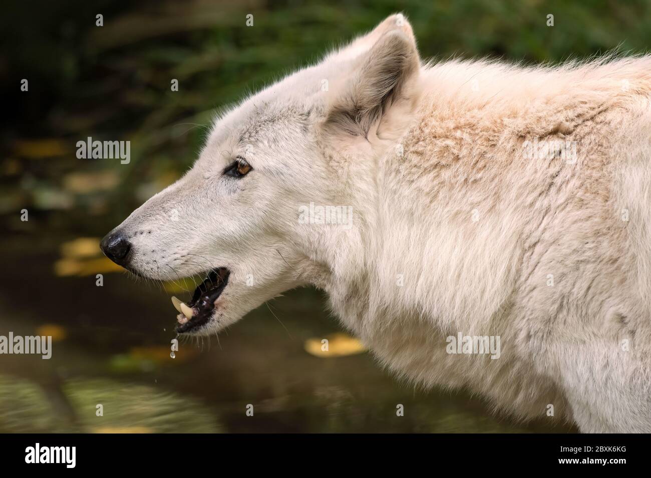 White wolf teeth hi-res stock photography and images - Alamy