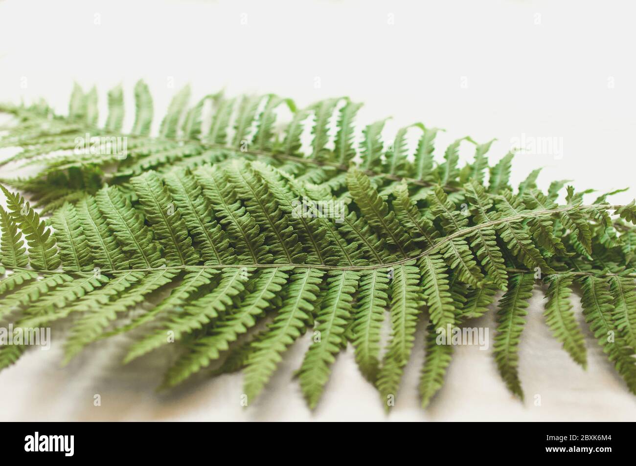 minimalism style, fern leaf on paper background Stock Photo - Alamy
