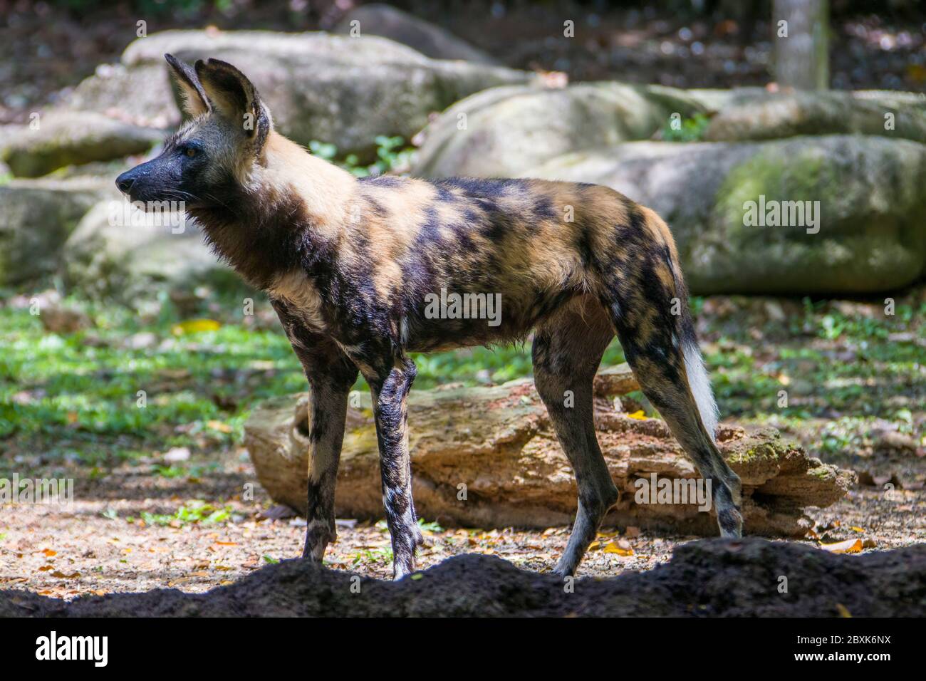 The African wild dog(Lycaon pictus) is a canid native to sub-Saharan ...