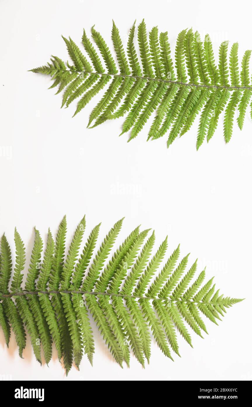 minimalism style, fern leaf on paper background Stock Photo - Alamy