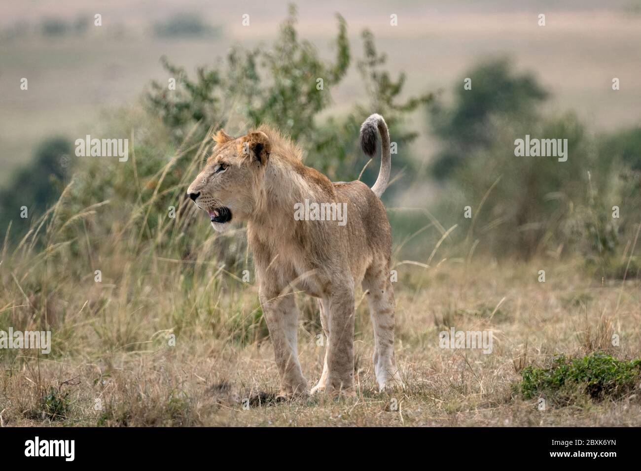 Young male lion mane starting hi-res stock photography and images - Alamy