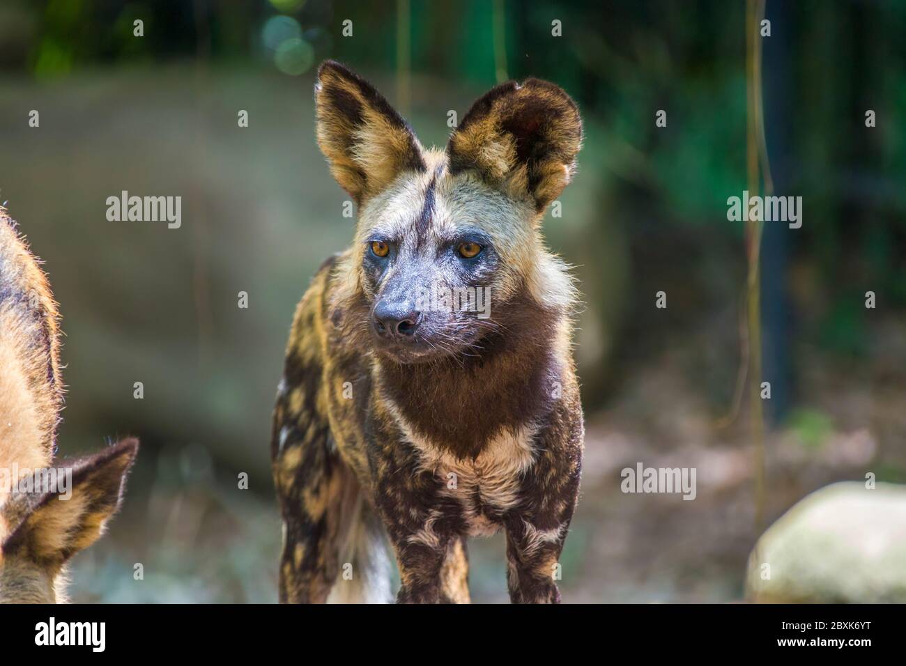 The African wild dog(Lycaon pictus) is a canid native to sub-Saharan ...