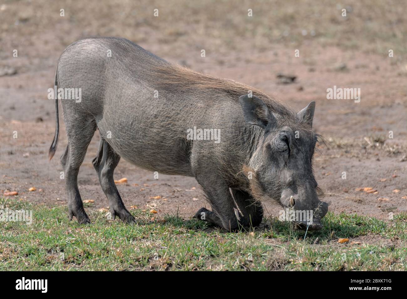 Large adult warthog kneeling while feeding on grass. Image taken in the ...