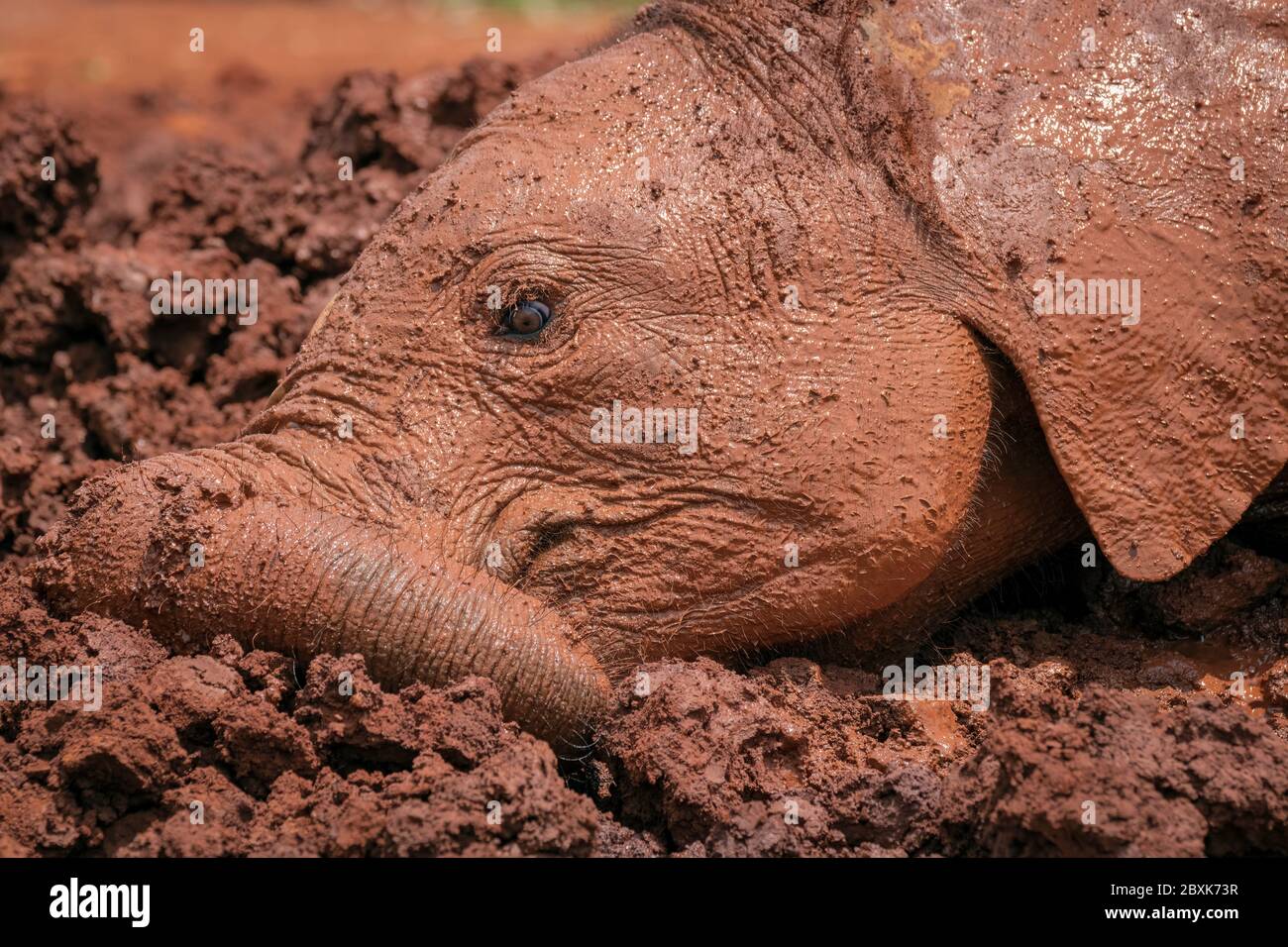 Rolling in mud hi-res stock photography and images - Alamy