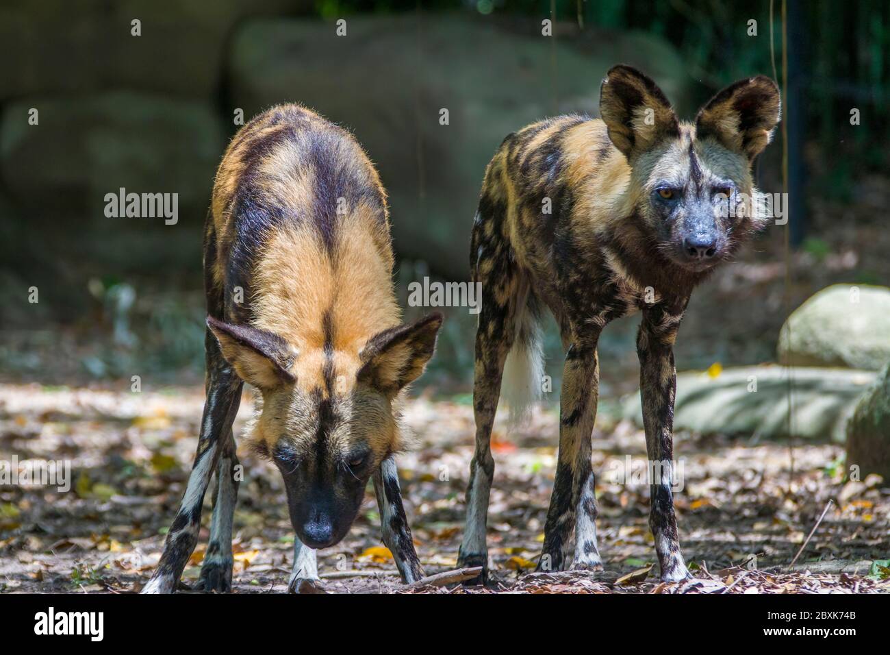 The African wild dog(Lycaon pictus) is a canid native to sub-Saharan ...
