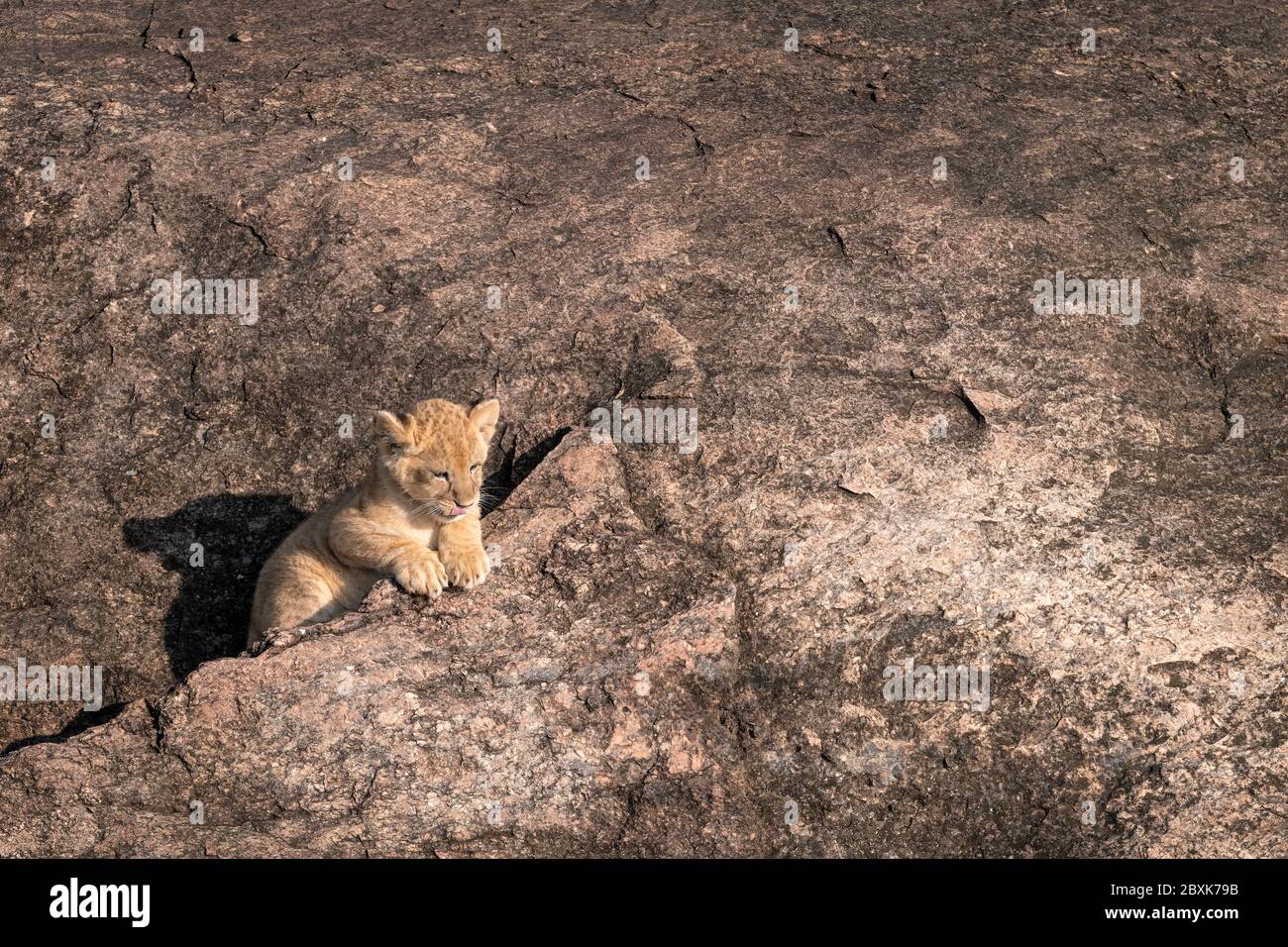 Lion's den in africa hi-res stock photography and images - Alamy