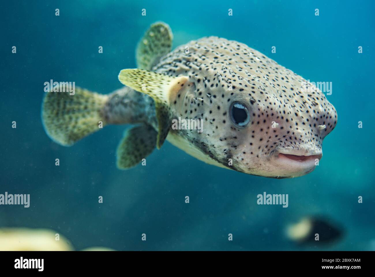 Pufferfish hi-res stock photography and images - Alamy