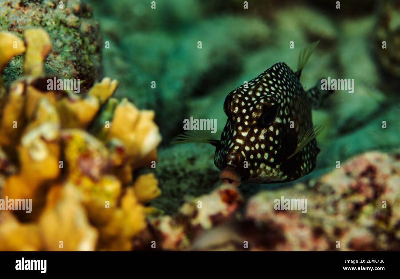 Smooth trunkfish hi-res stock photography and images - Alamy