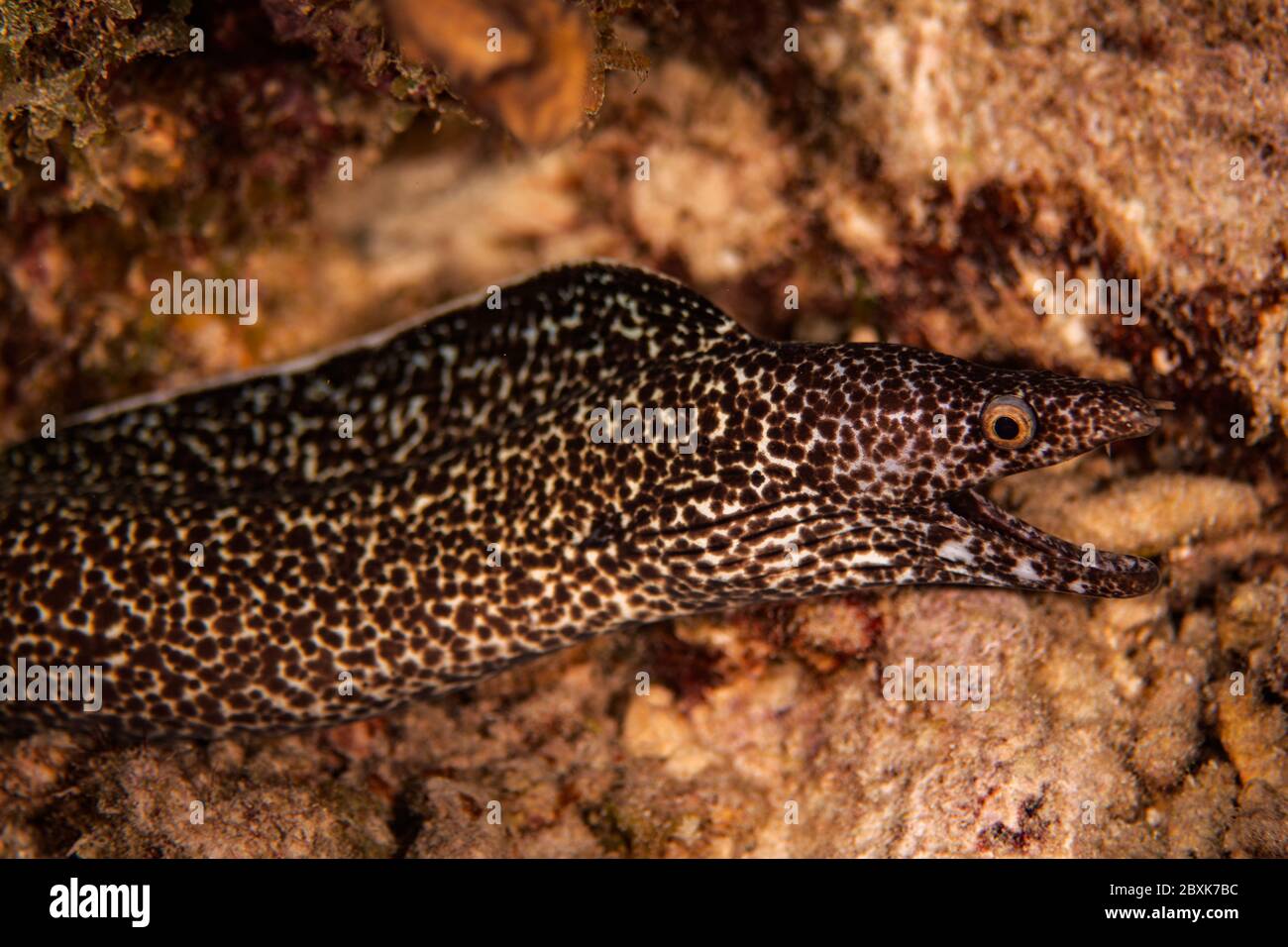 White jawed moray eel hi-res stock photography and images - Alamy