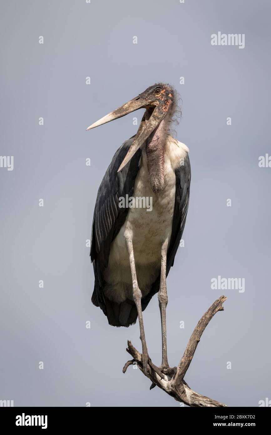 Stork Stick Stand High Resolution Stock Photography and Images - Alamy