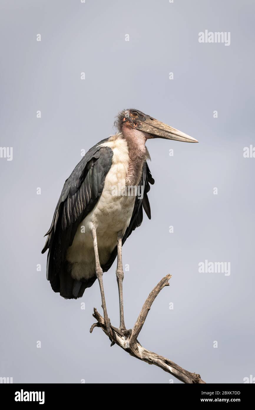Stork stick stand hi-res stock photography and images - Alamy
