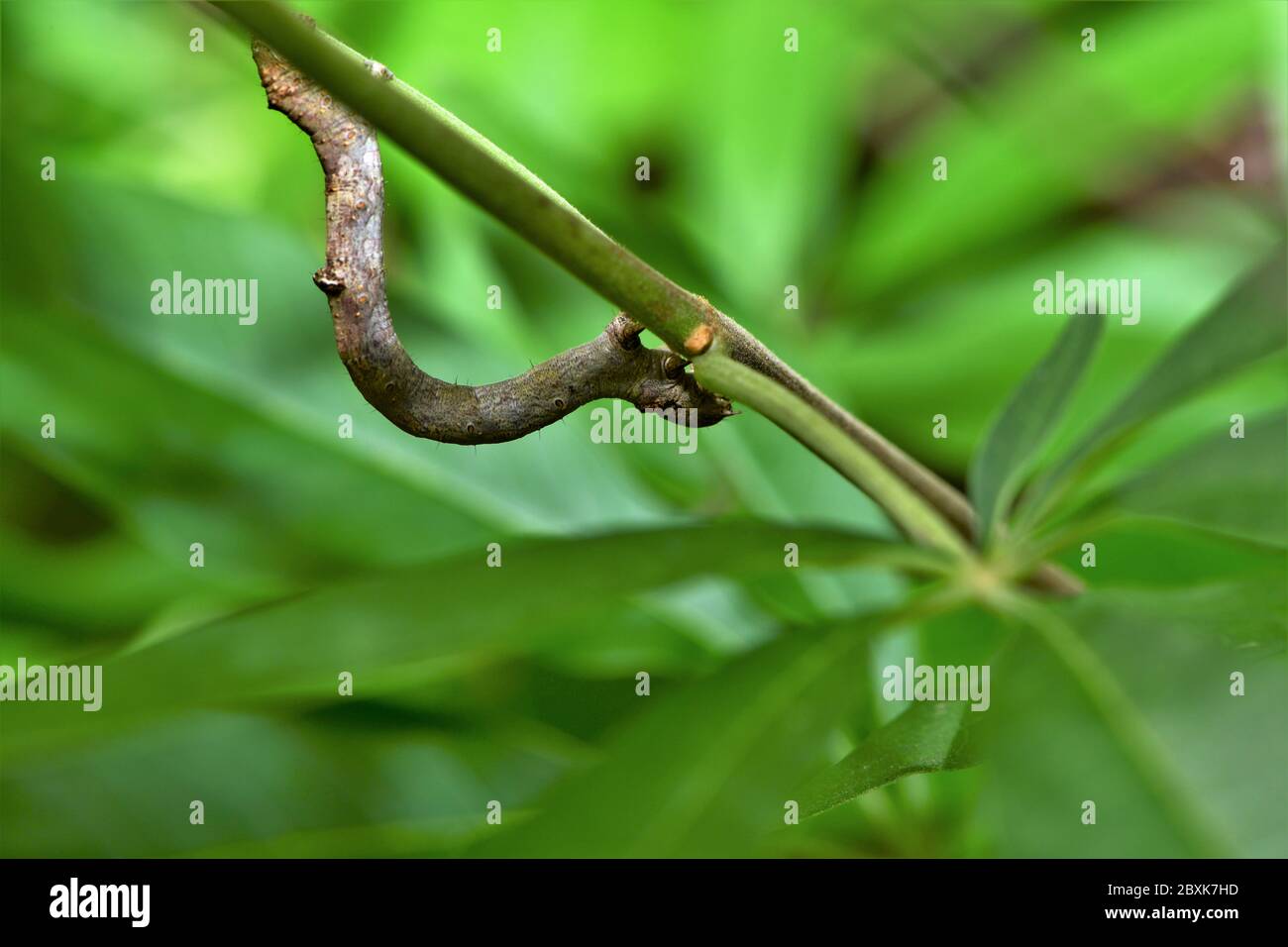An inch worm inching along Stock Photo - Alamy