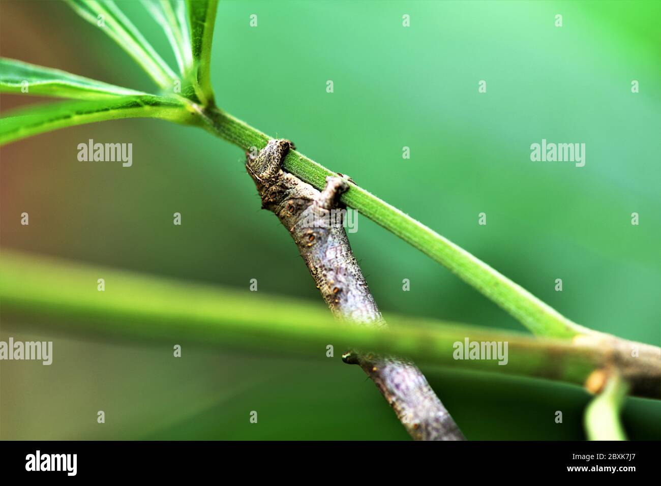 An inch worm inching along Stock Photo - Alamy