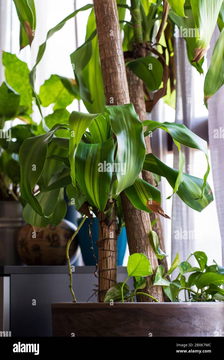 Interior green plants hi-res stock photography and images - Alamy