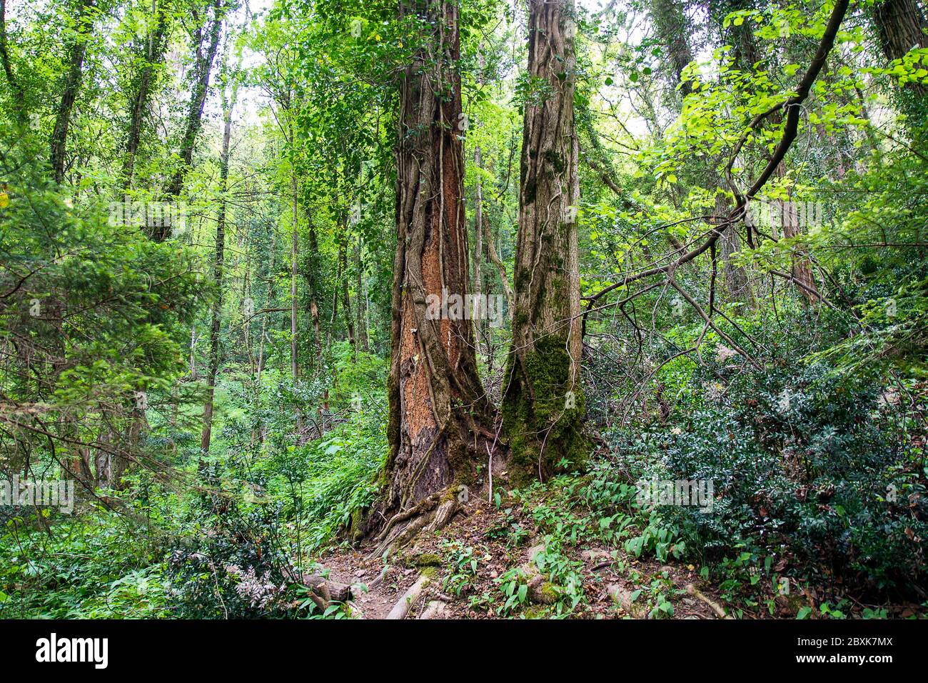 French alps forest landscape Stock Photo - Alamy