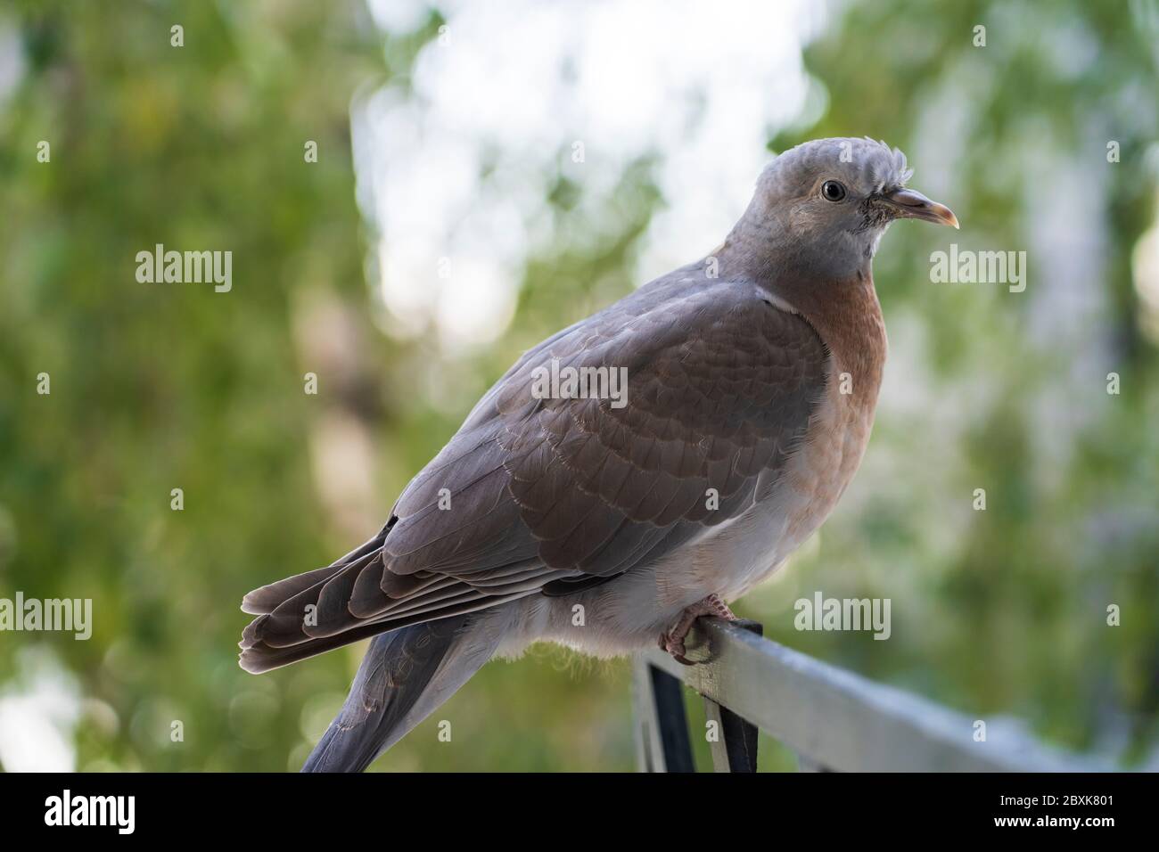 Wood pigeon resting on balcony fence Stock Photo - Alamy