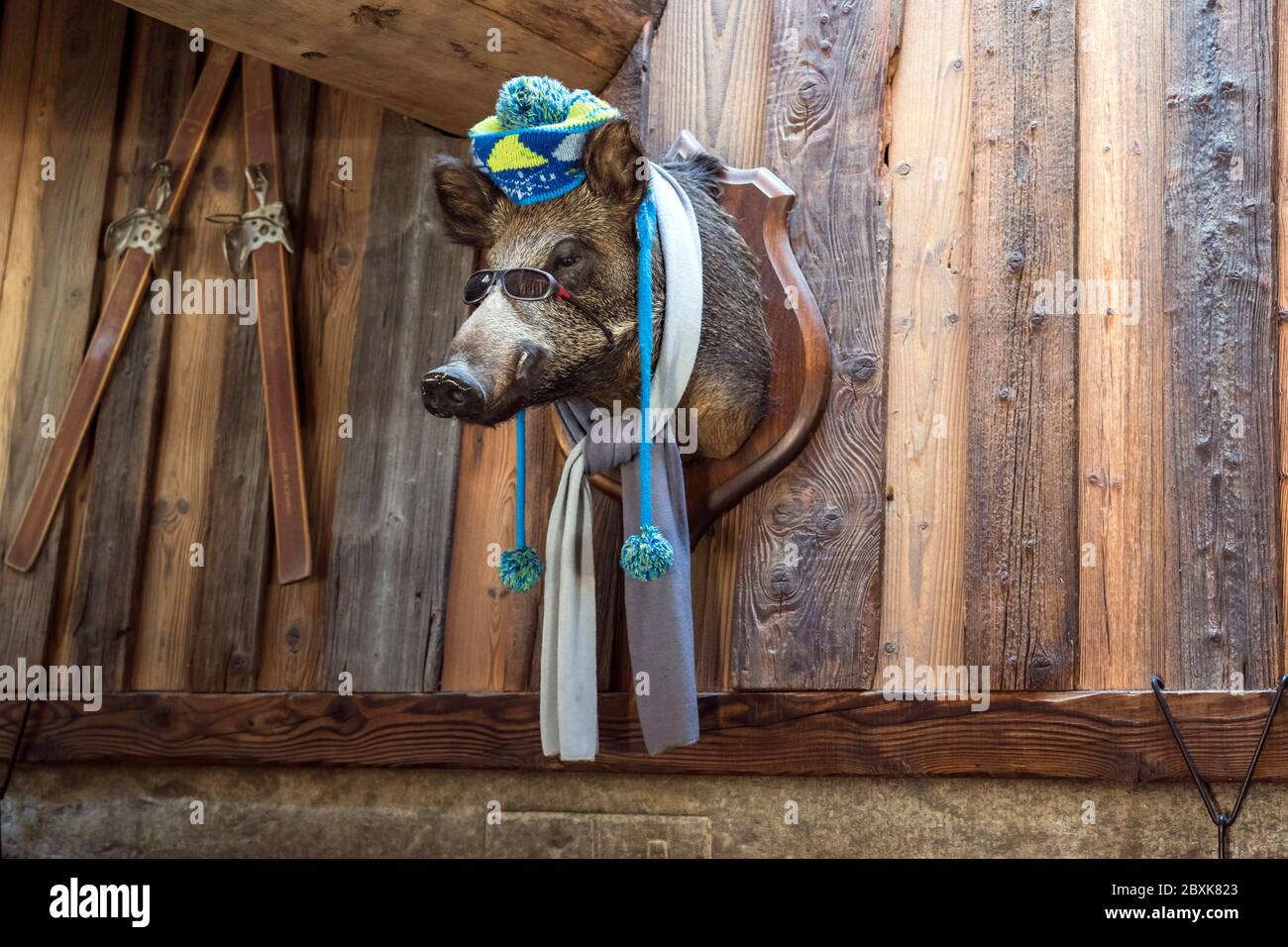 Cool boar trophy hanging on wooden wall Stock Photo - Alamy