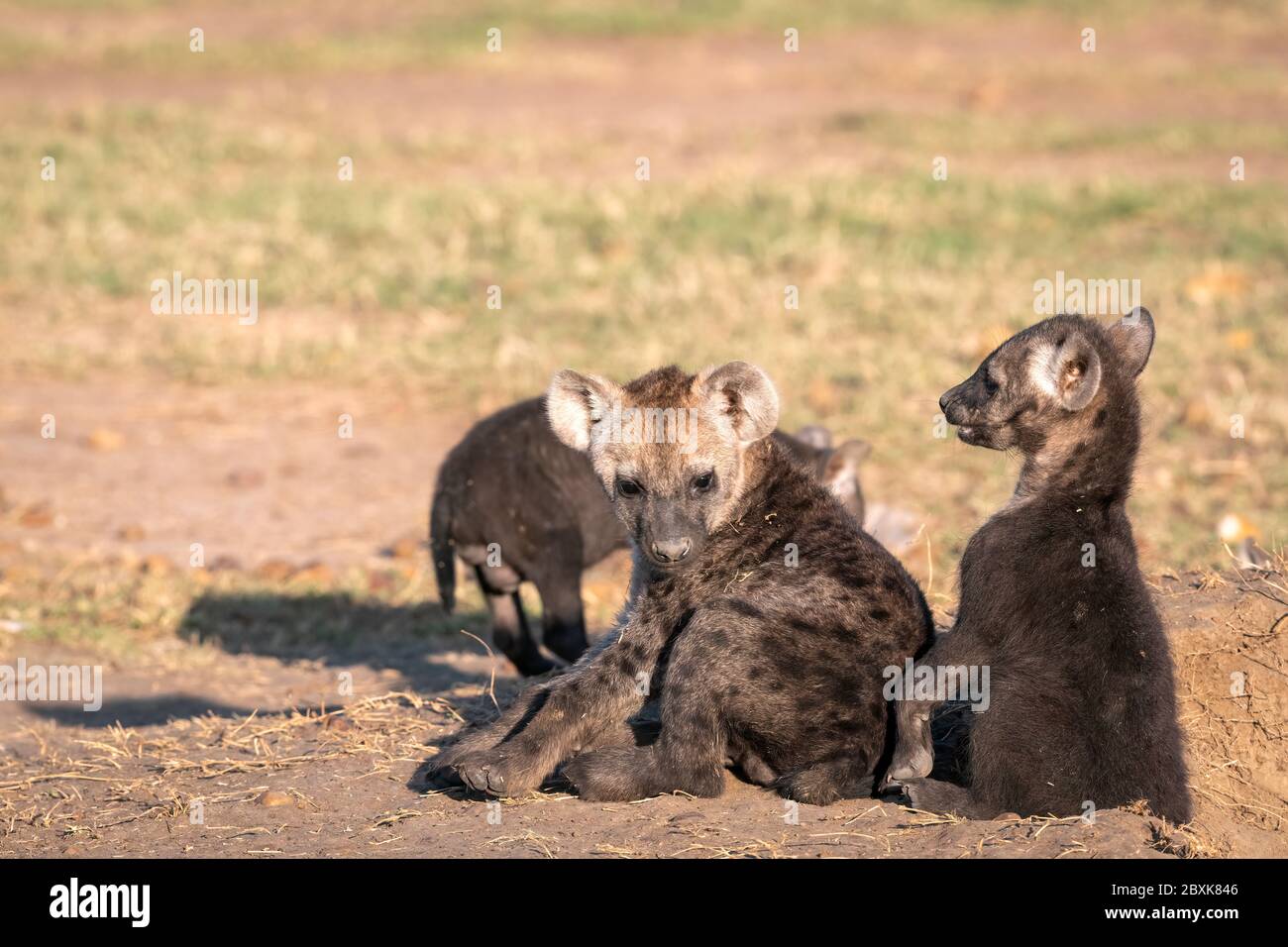 Spotted hyena in den hi-res stock photography and images - Alamy