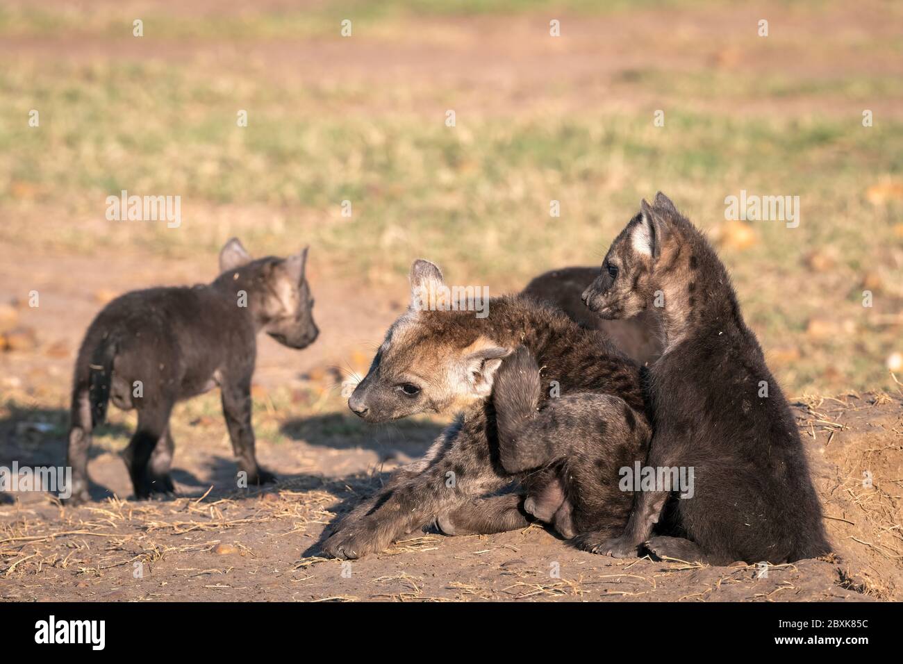 Brown hyena cub hi-res stock photography and images - Alamy