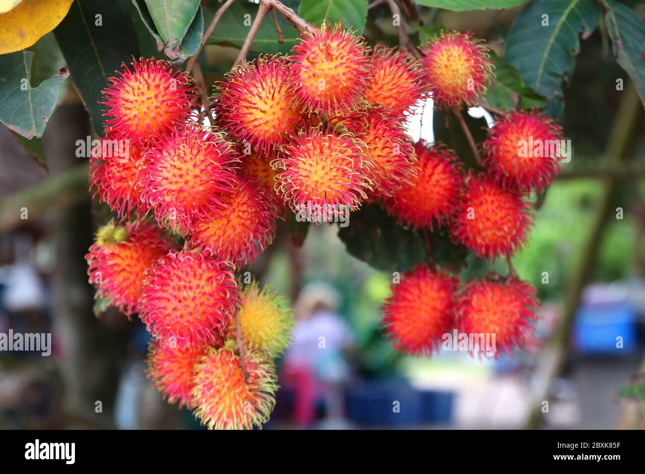 rambutan fruit on tree in organic farm Stock Photo - Alamy