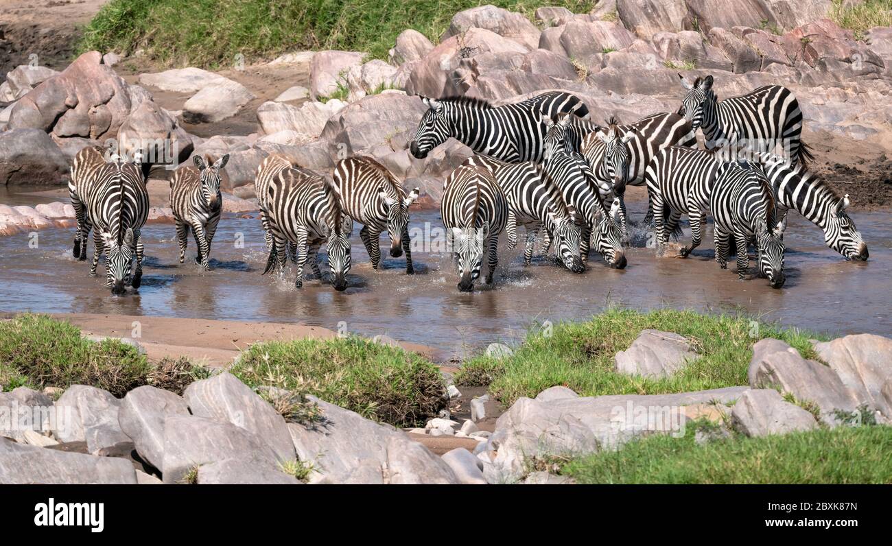 Zebra drinking water from pond hi-res stock photography and images - Alamy