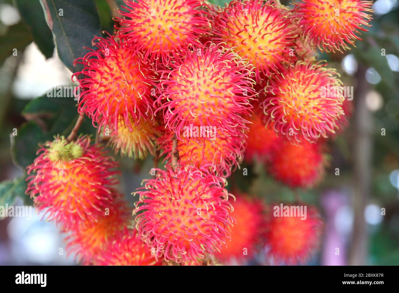 rambutan fruit on tree in organic farm Stock Photo - Alamy