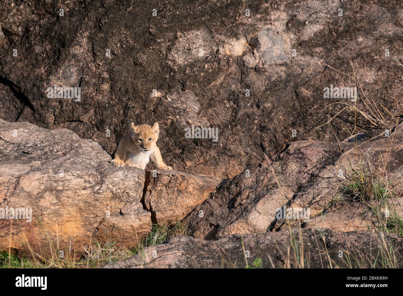 Lion's den in africa hi-res stock photography and images - Alamy