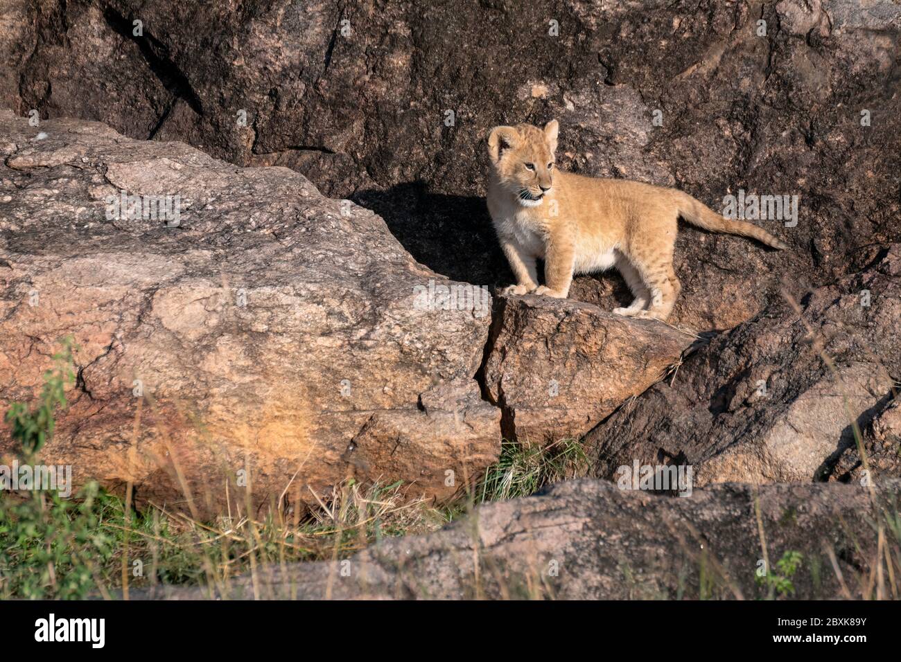 Lion Den Cubs High Resolution Stock Photography and Images - Alamy