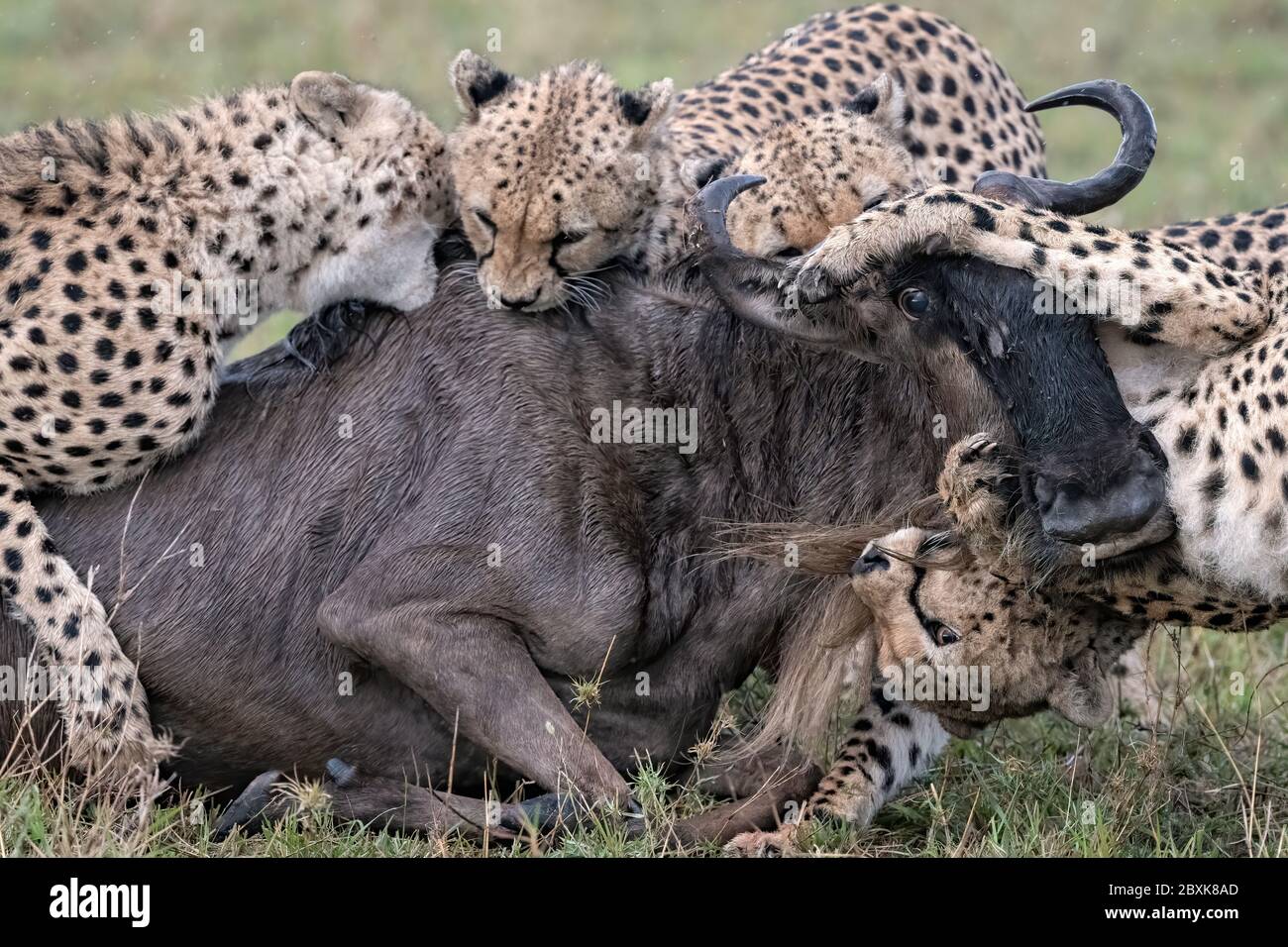Cheetah fight High Resolution Stock Photography and Images - Alamy