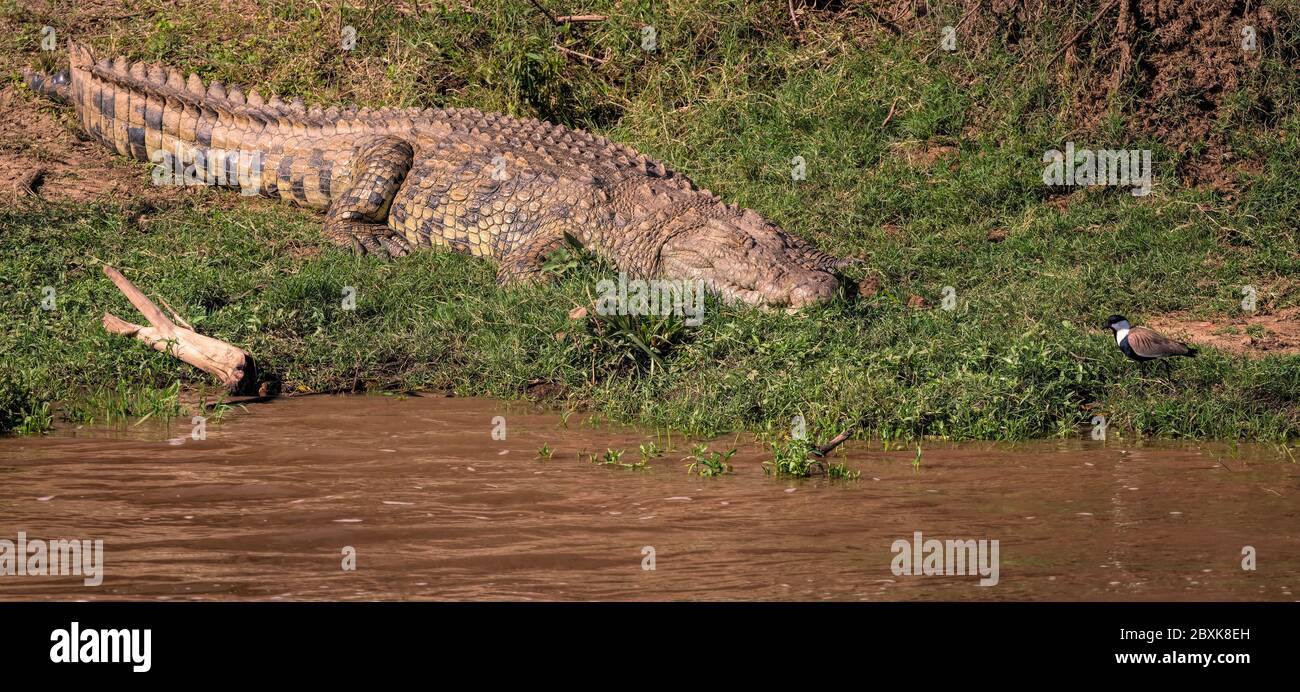 Sleeping Crocodile High Resolution Stock Photography and Images - Alamy