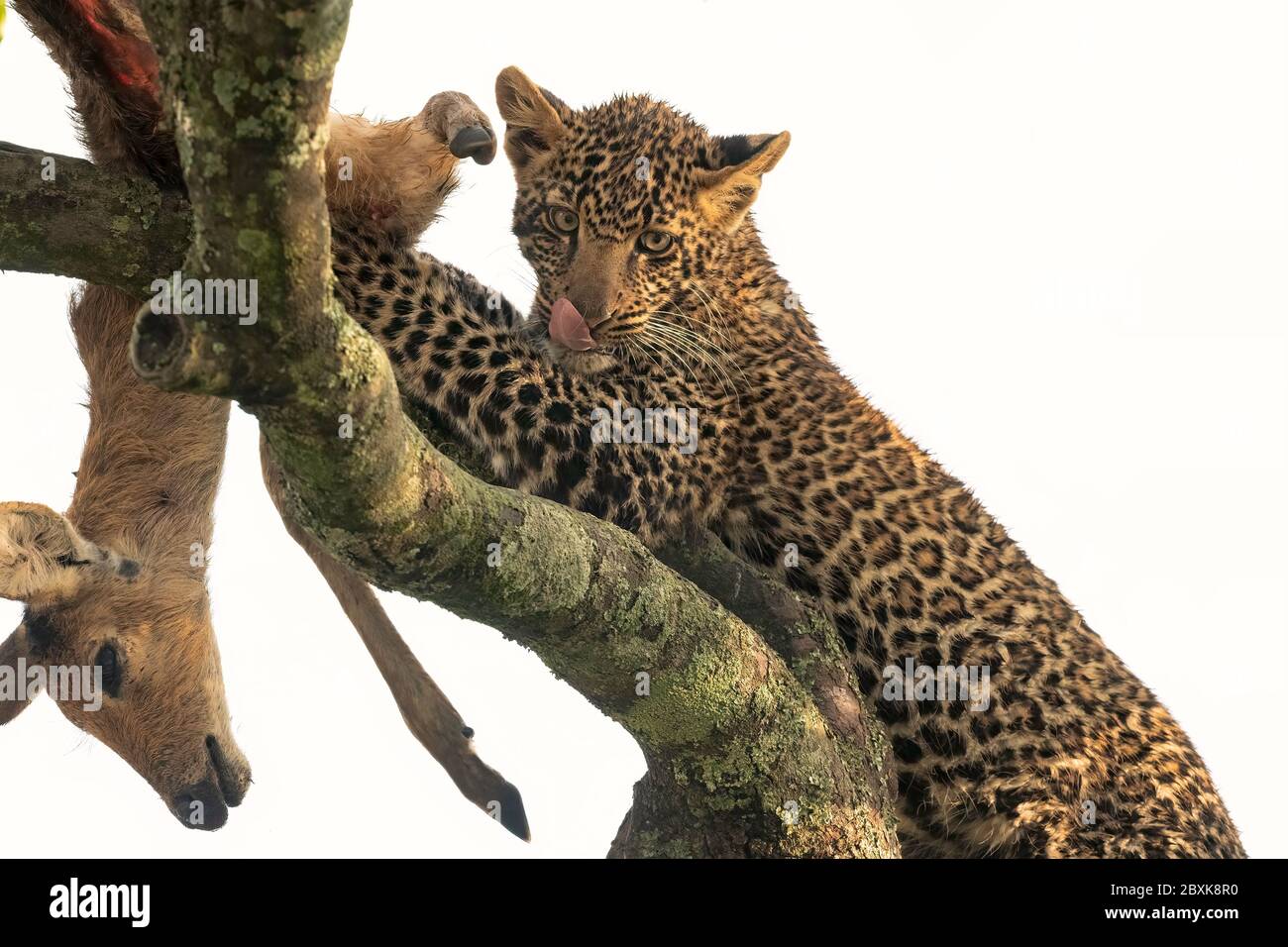 Leopard eating gazelle hi-res stock photography and images - Alamy