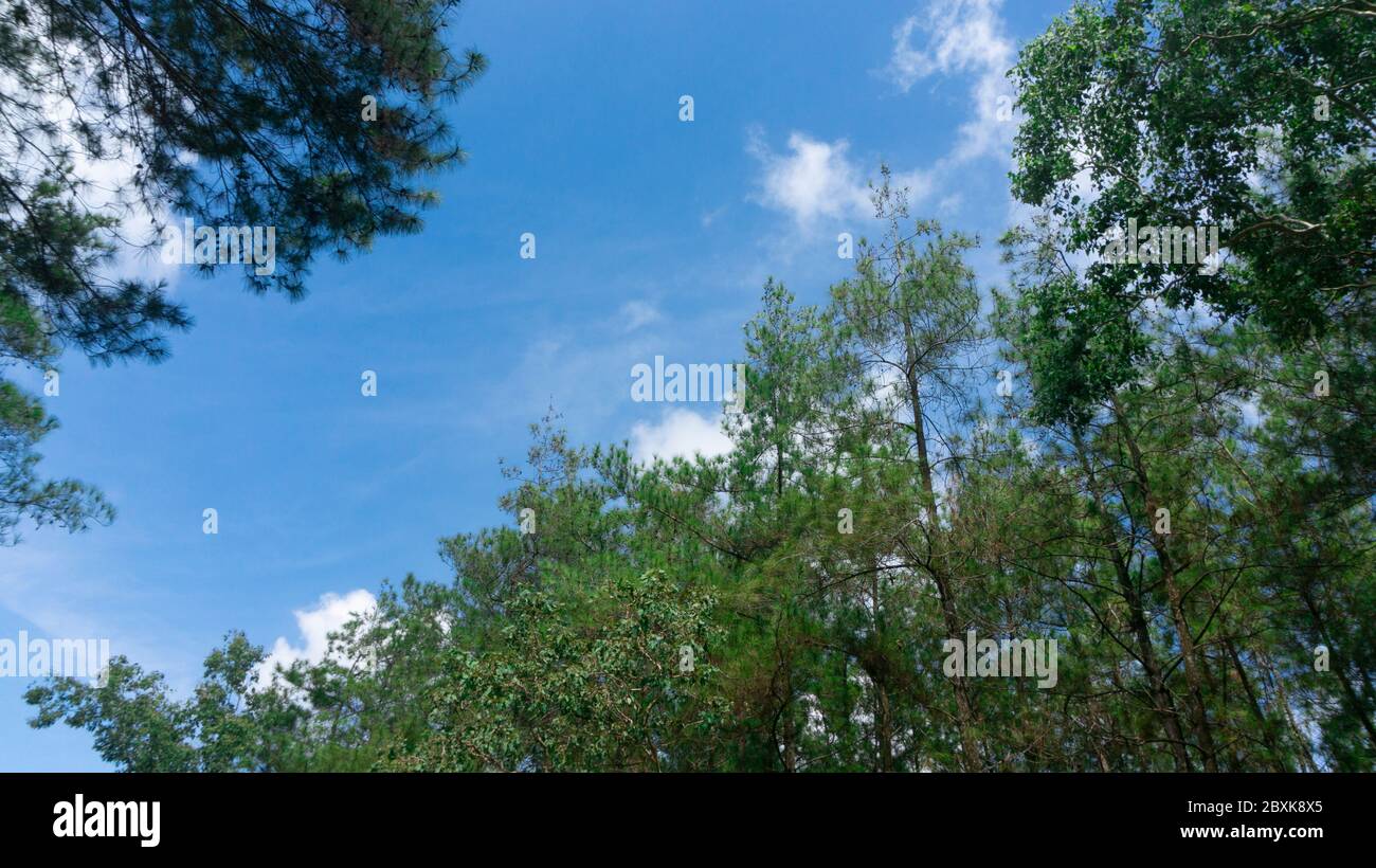 Tall pine tree tops against blue sky and white clouds Stock Photo - Alamy