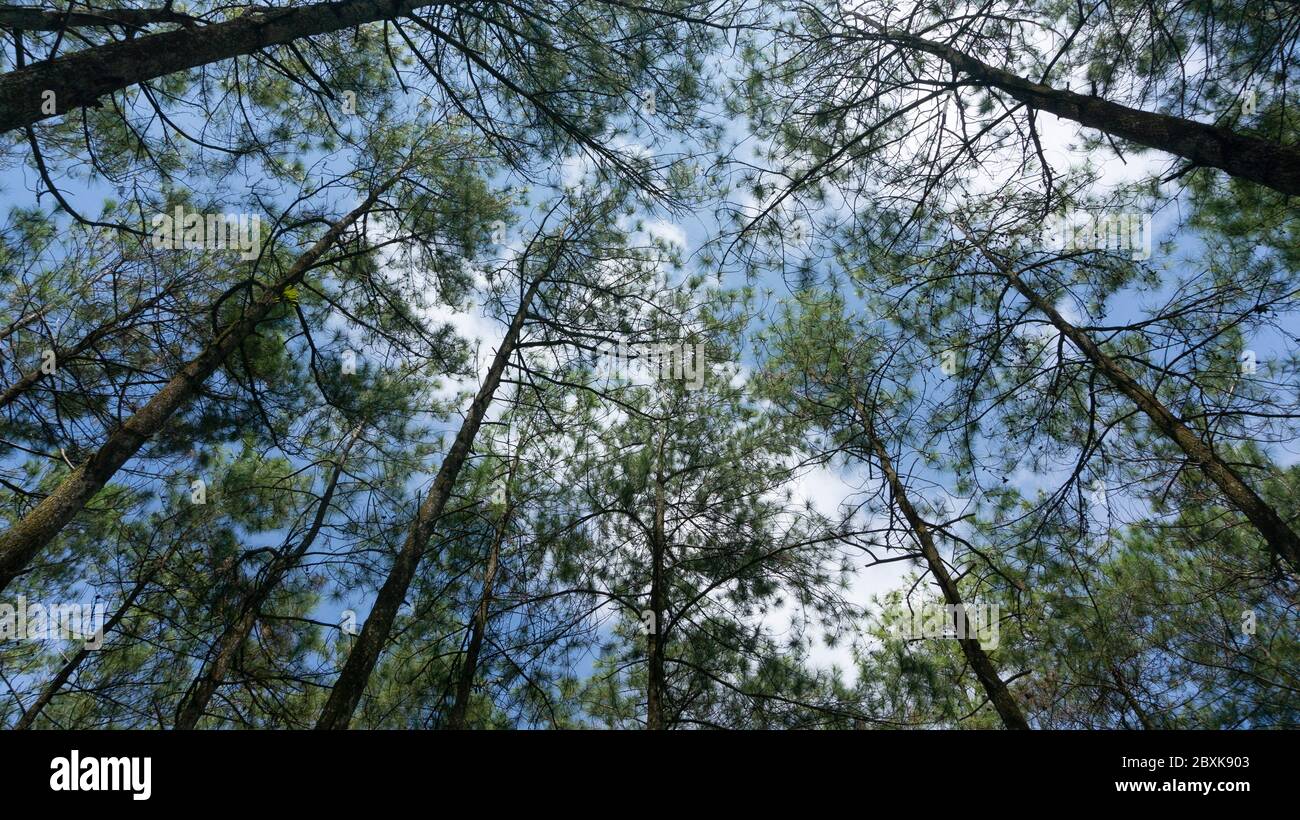 Tall pine tree tops against blue sky and white clouds Stock Photo - Alamy