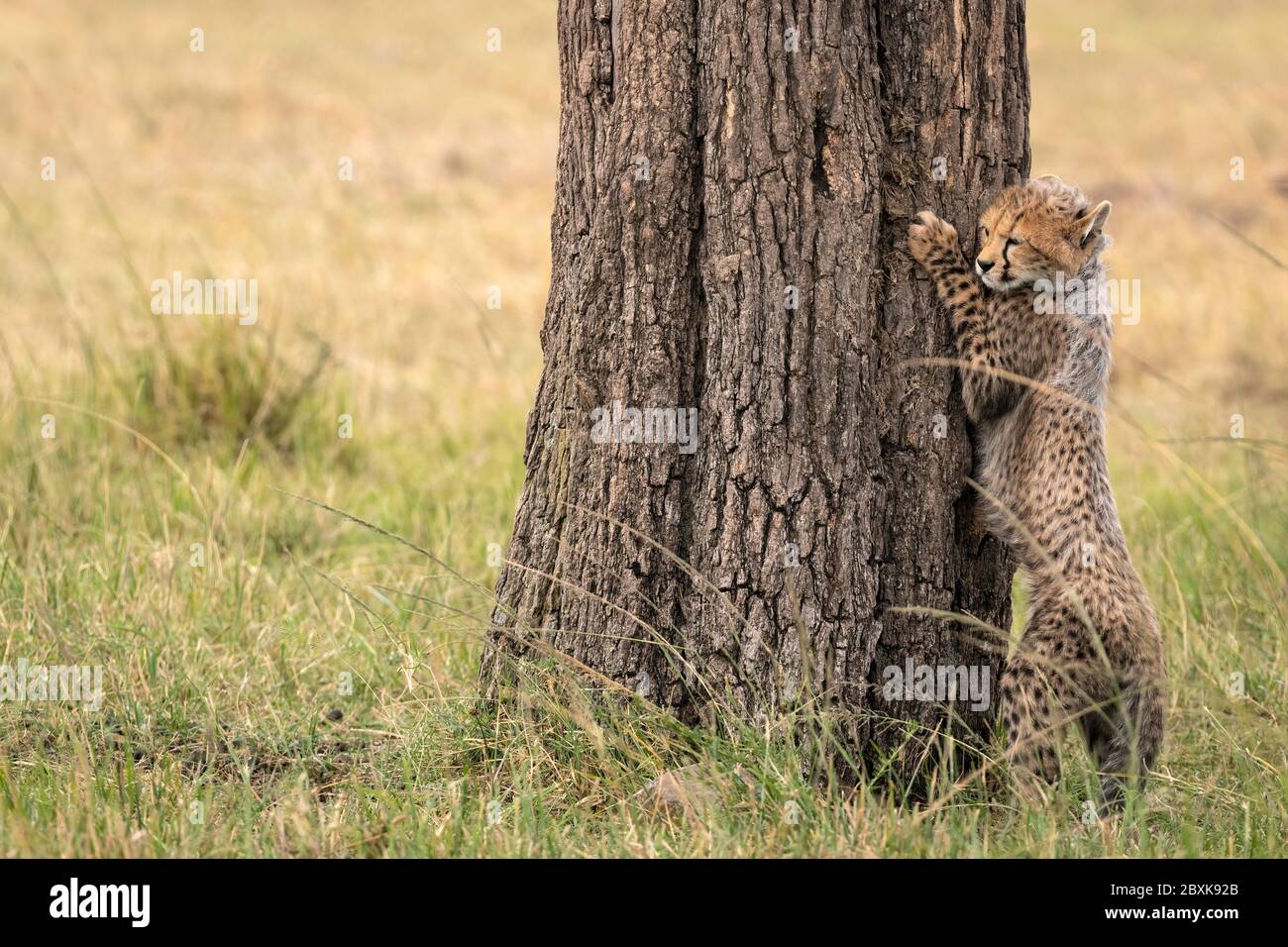 Cheetah scratching tree hi-res stock photography and images - Alamy
