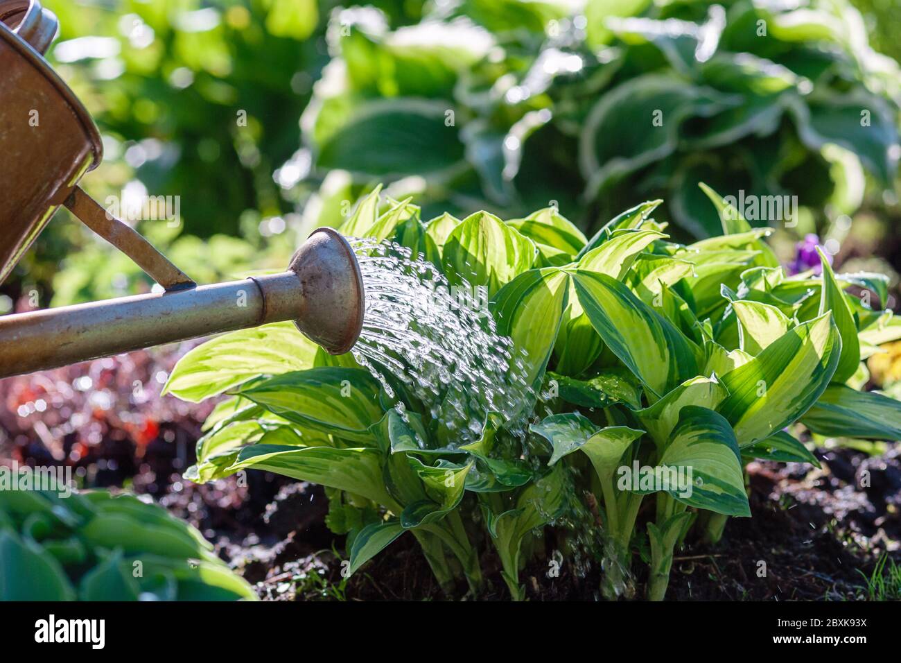 Watering cultivated plants in garden hi-res stock photography and ...