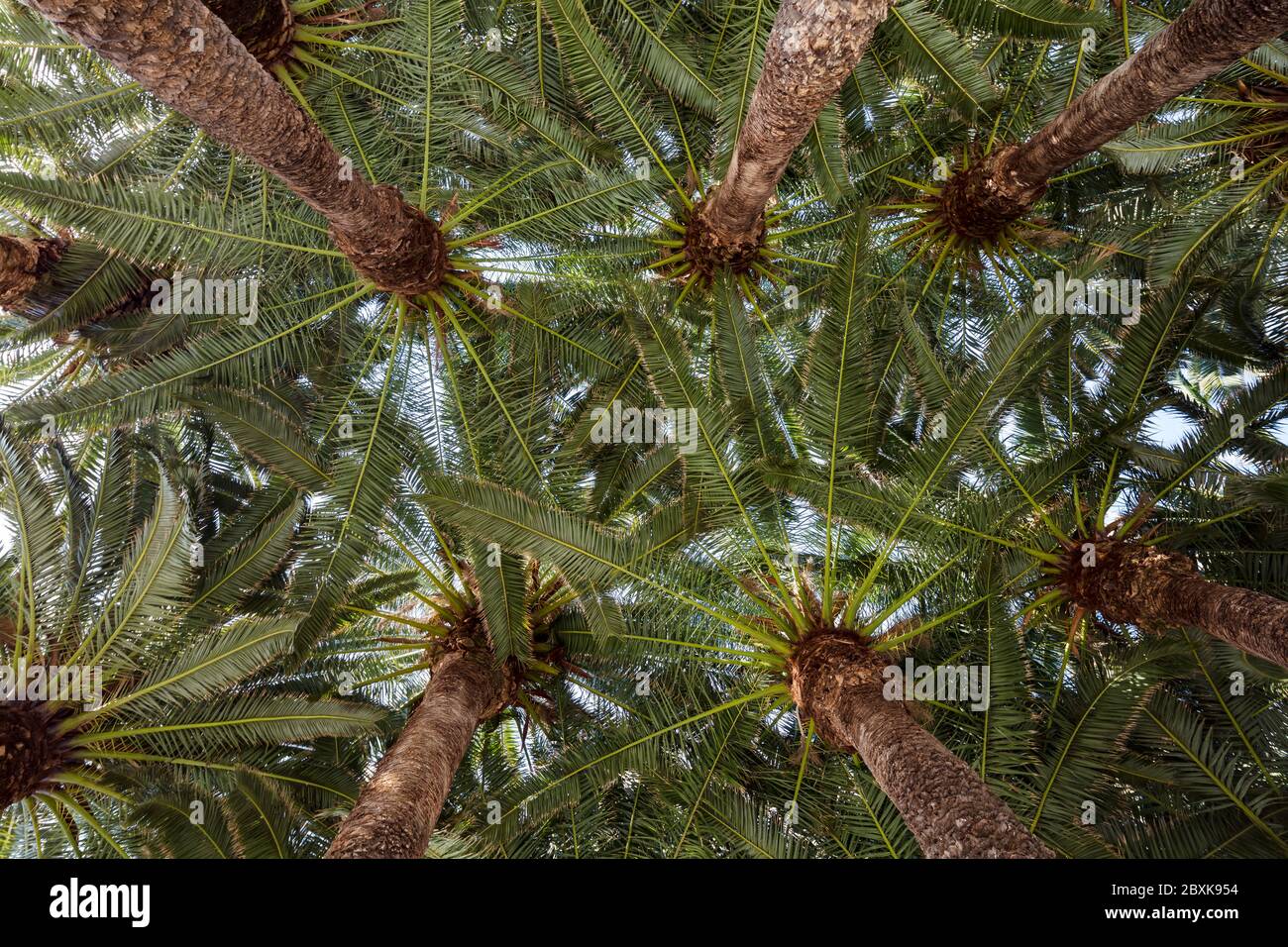 Palm trees in western australia hi-res stock photography and images - Alamy