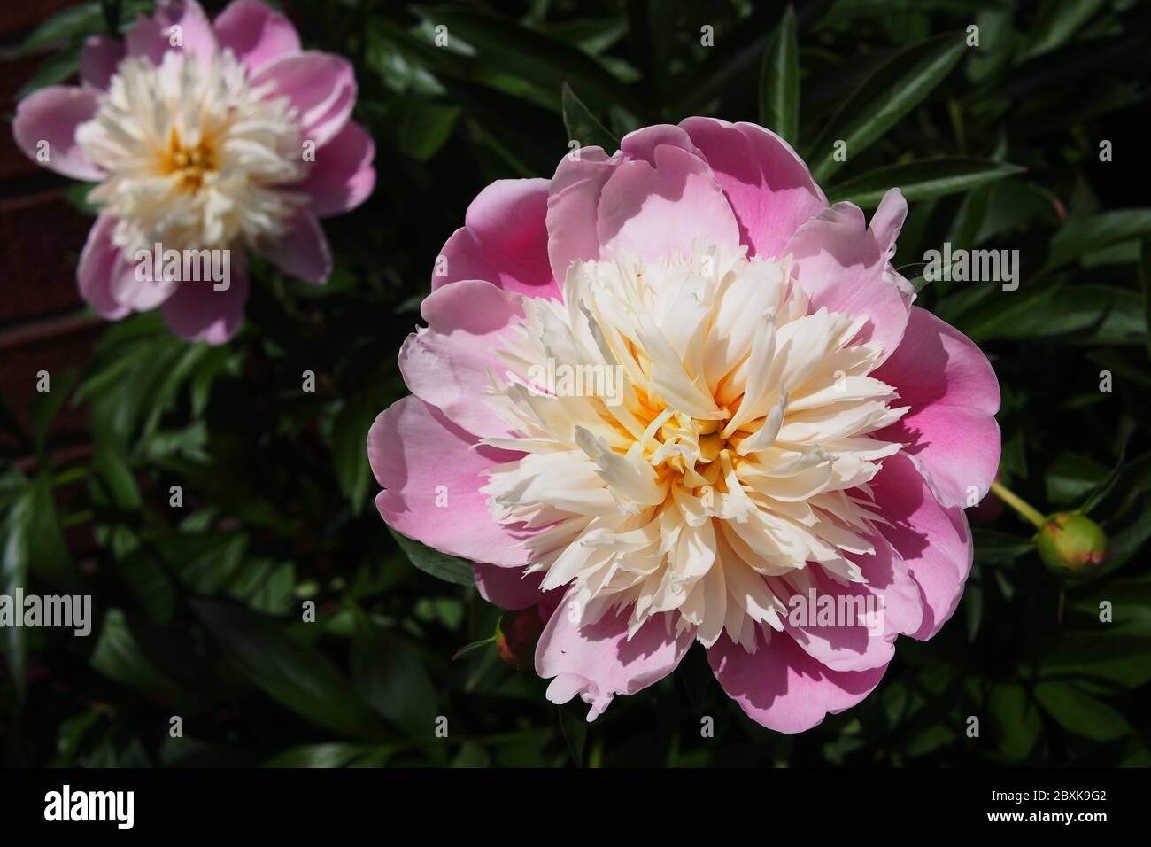Elaborate double peony (var Lady Liberty) ranging in colour from white ...