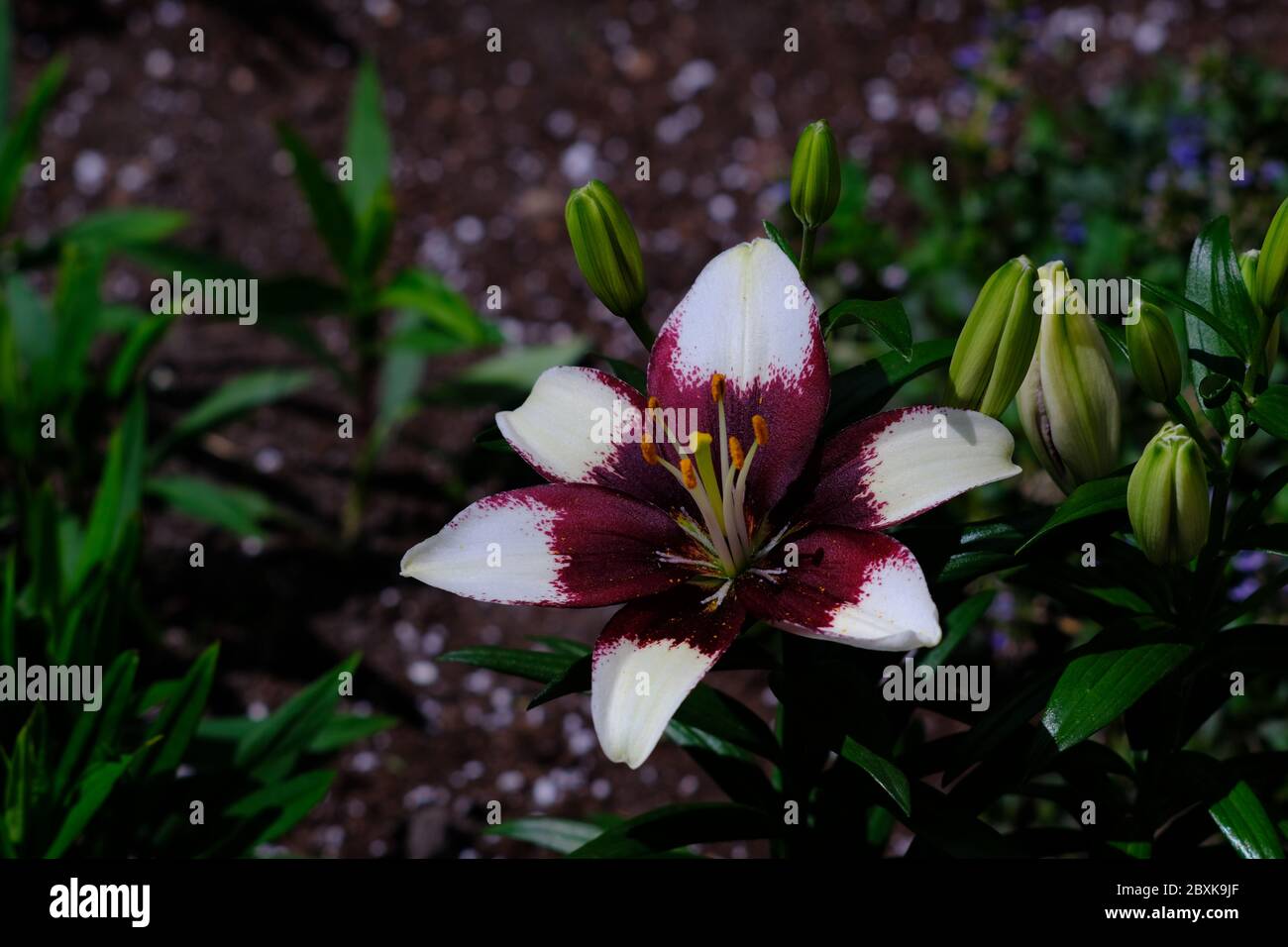 White and burgundy lily (Lilium 'Tiny Padhye') and buds in a Glebe ...