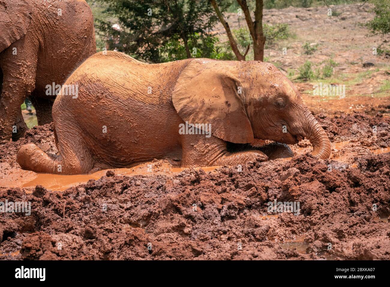Excited elephants hi-res stock photography and images - Alamy