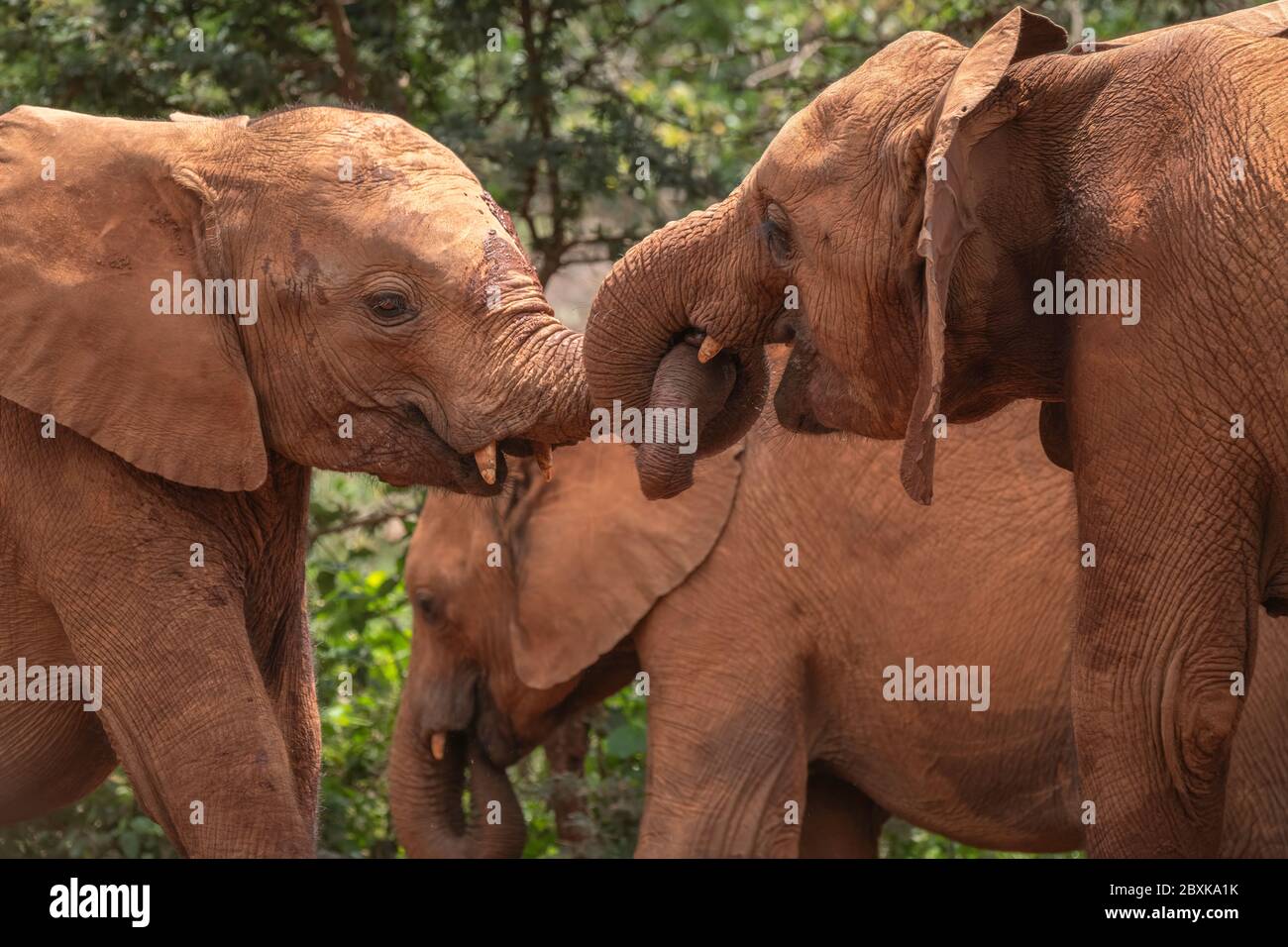 Orphan elephants playing hi-res stock photography and images - Alamy