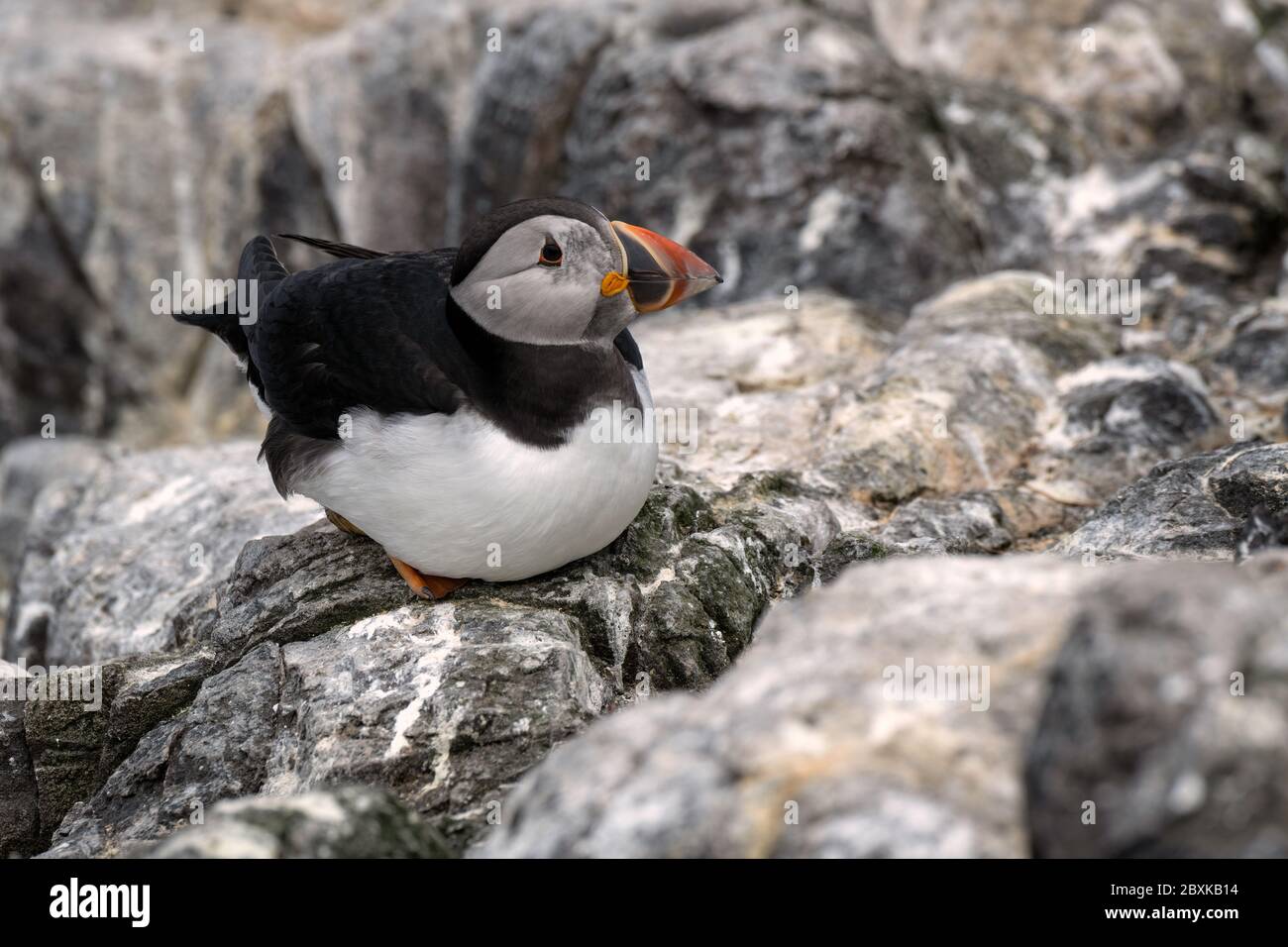 Baby puffin hi-res stock photography and images - Alamy