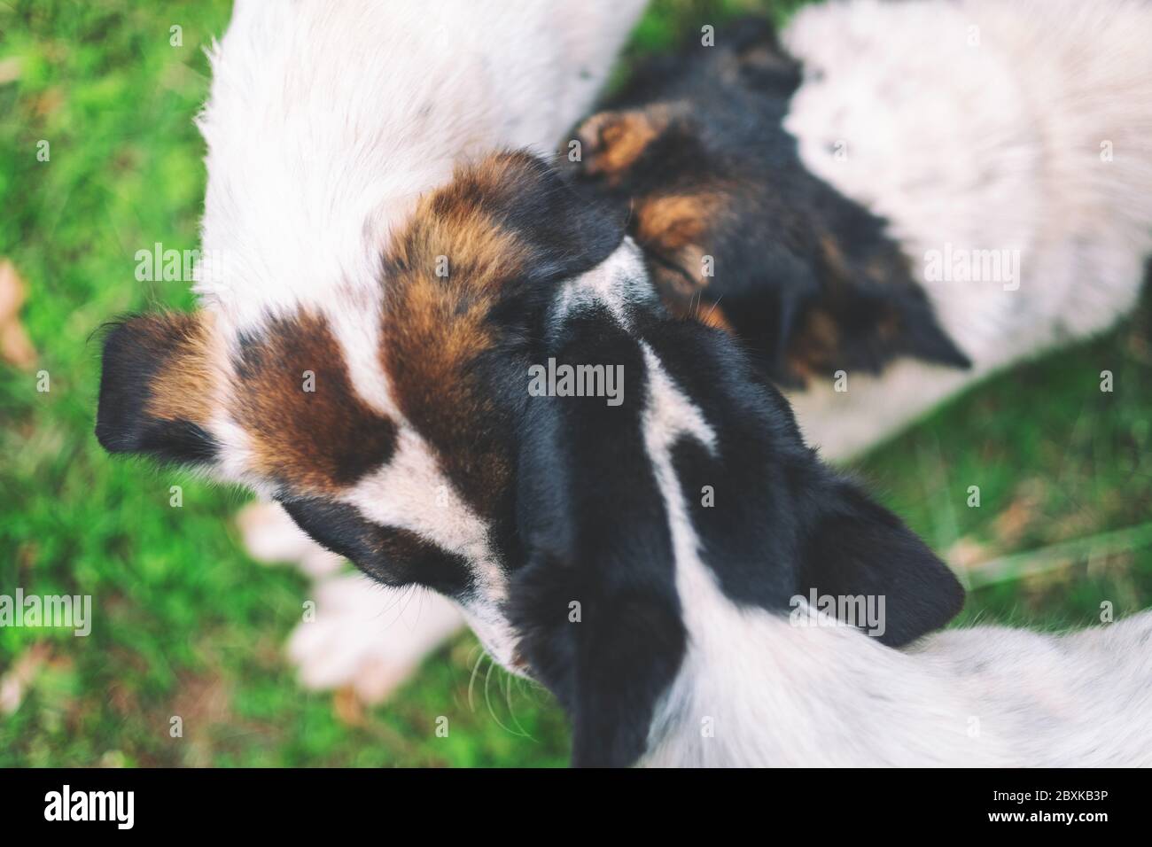 Happy dogs playing together hi-res stock photography and images - Alamy