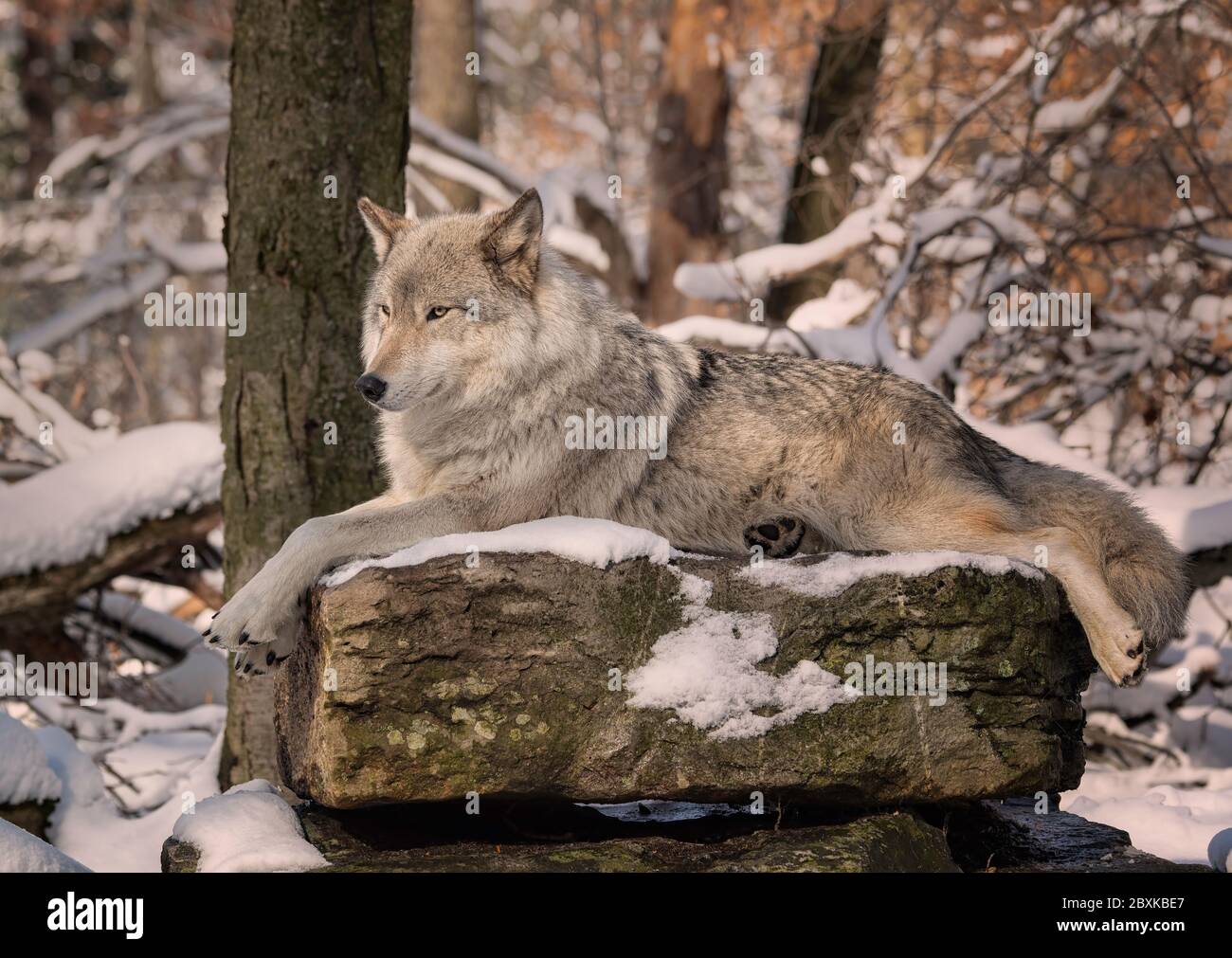 Gray wolf laying on a snow covered rock with a forest in the background ...